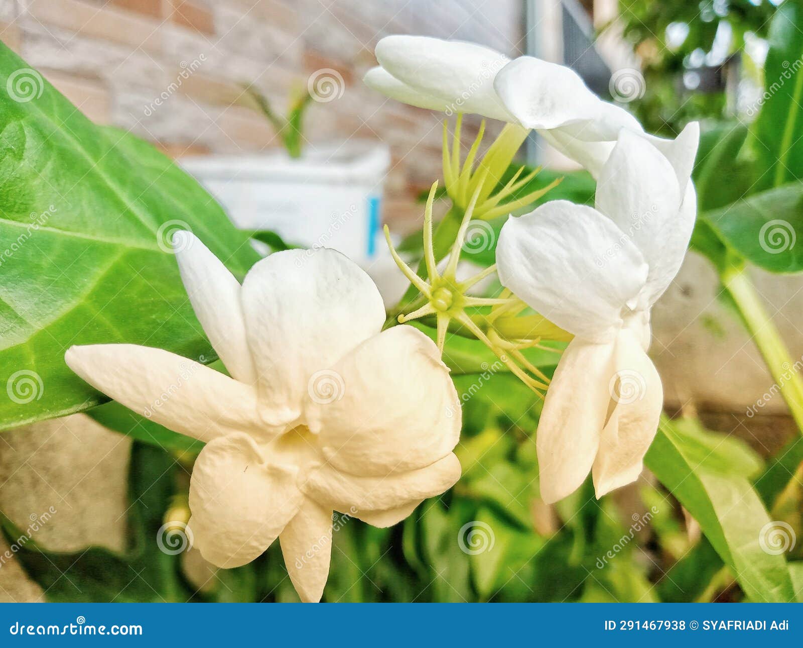 Jasmine Flower, Jasminum Officinale Stock Photo - Image of jasminum ...