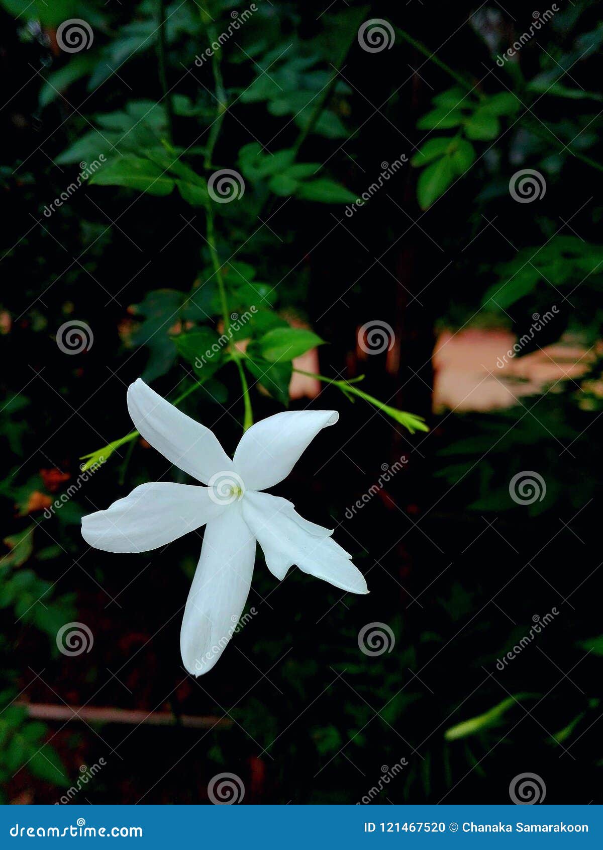 Jasmine flower outdoors stock photo. Image of flower - 121467520