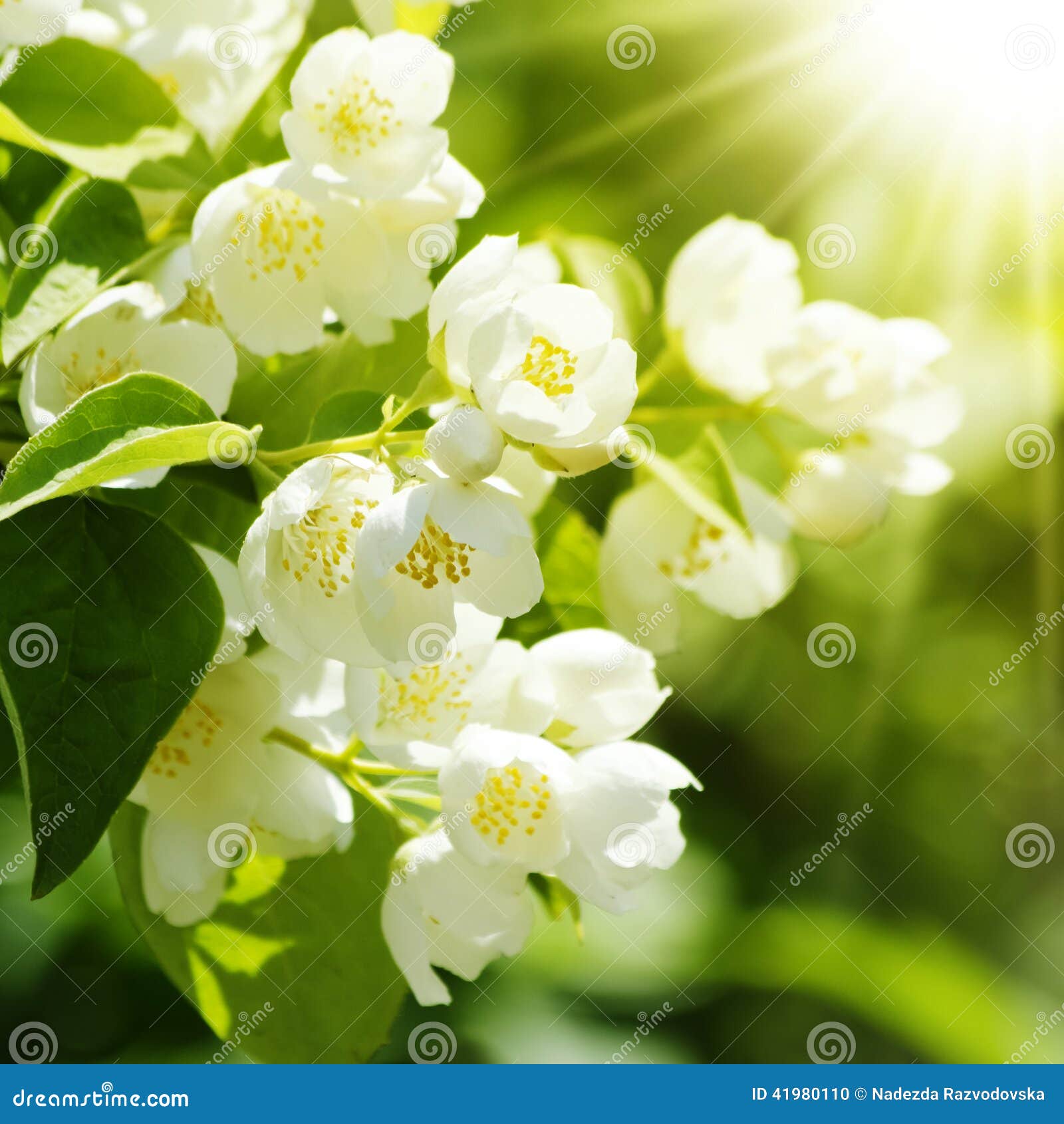 Jasmine Flower stock photo. Image of nature, flora, floral - 41980110