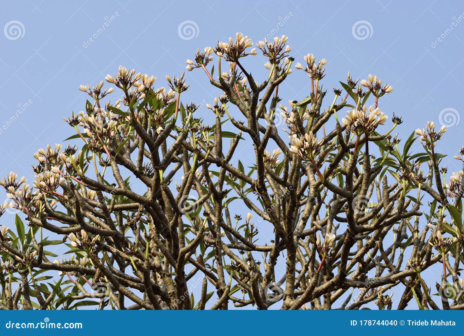 Jasmine Flower and Tree in India Stock Photo - Image of floral, leaf ...