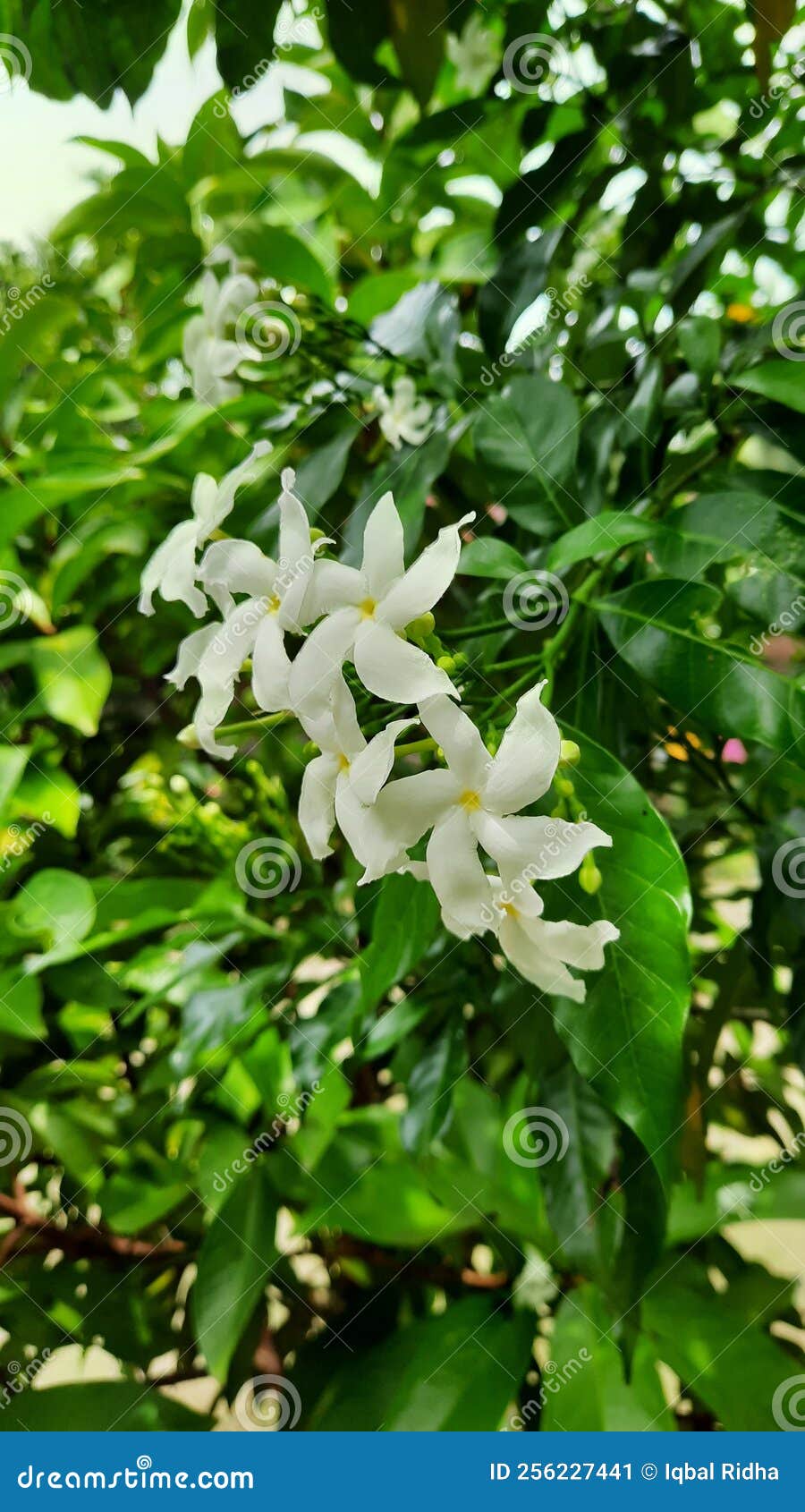 Jasmine Flower on Tree with Lush Leaves Stock Image - Image of lush ...