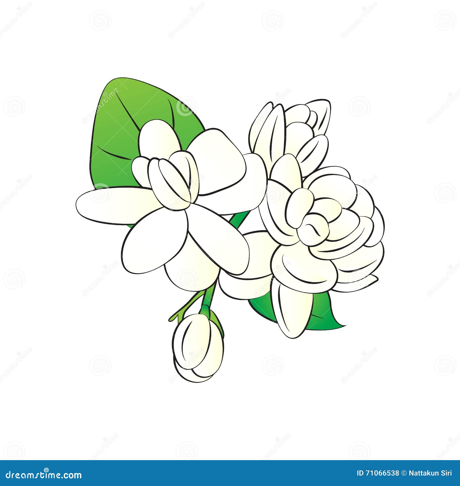 Jasmine Flower Vector Free Download