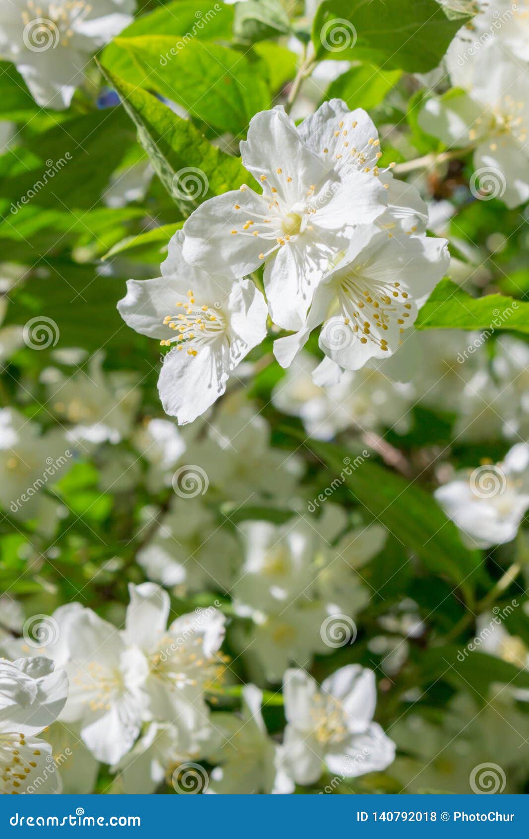 Jasmine flowering in June stock photo. Image of botany - 140792018