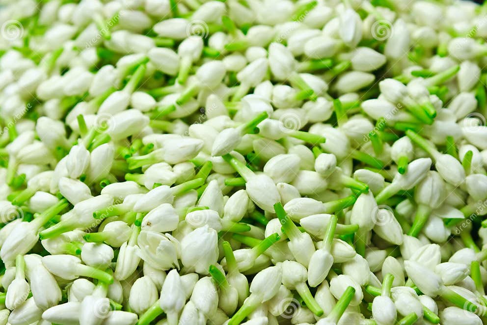 Jasmine flowers stock image. Image of decorating, soap - 25203043