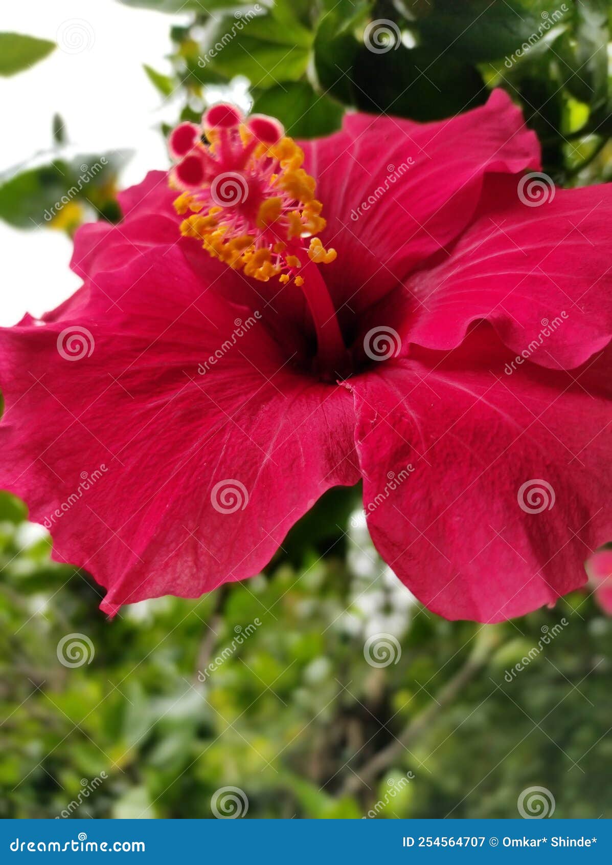 Jasmine Flowers ðŸŒº in Pink Colour Stock Image - Image of wildflower ...