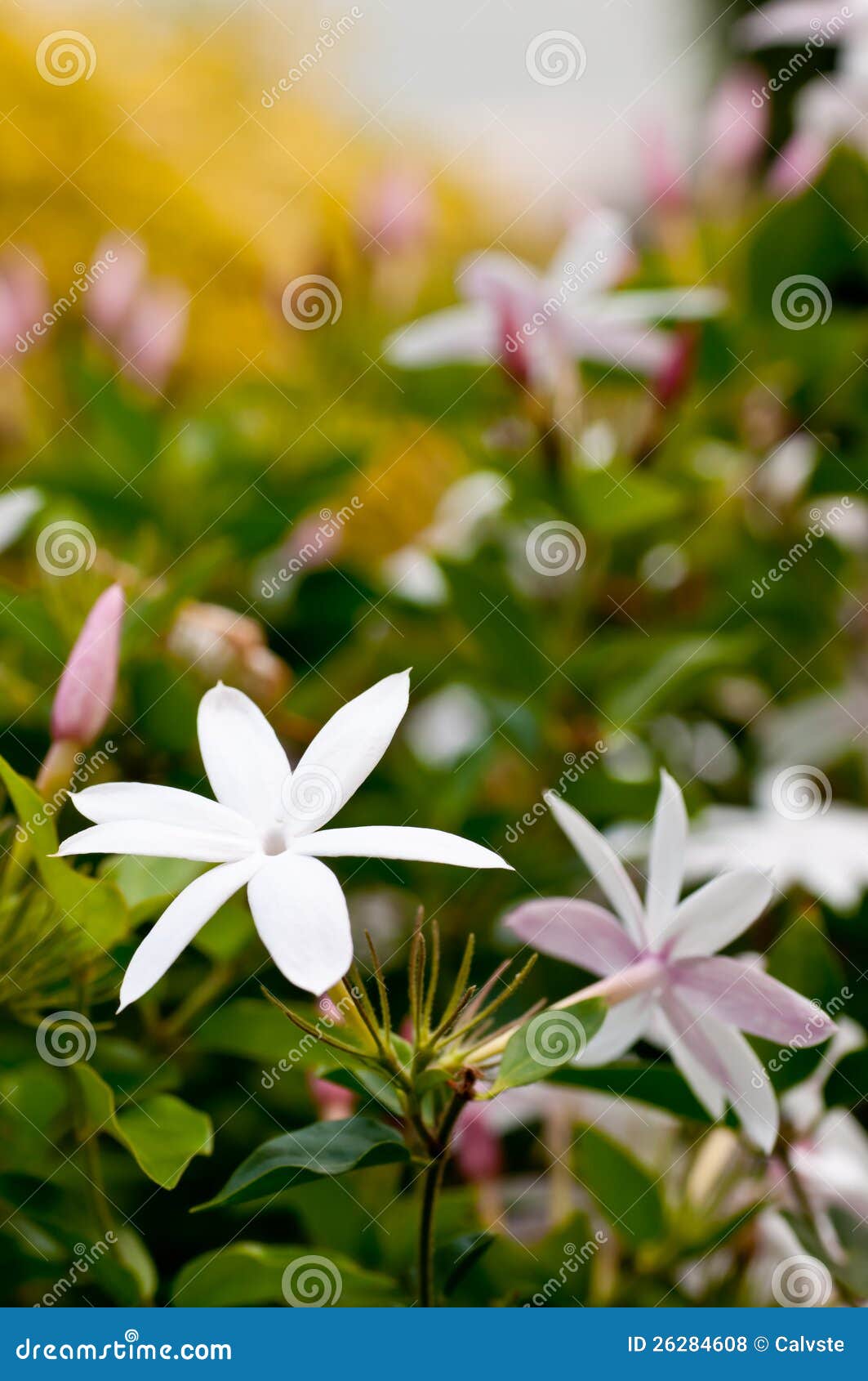 Jasmine flowers stock photo. Image of stem, foliage, jasmine - 26284608