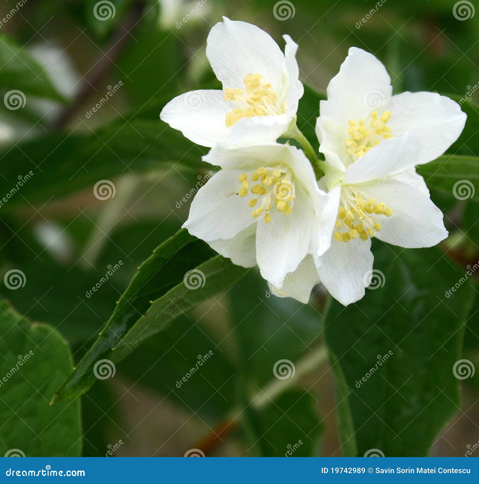 Jasmine Flowers Texture Background Royalty-Free Stock Image ...