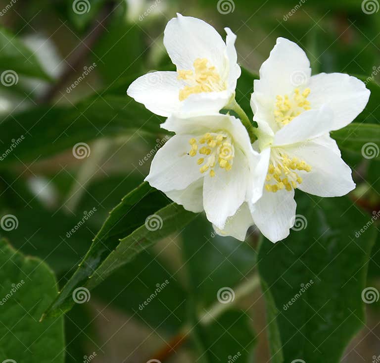 Jasmine flowers in bloom stock image. Image of flowering - 19742989