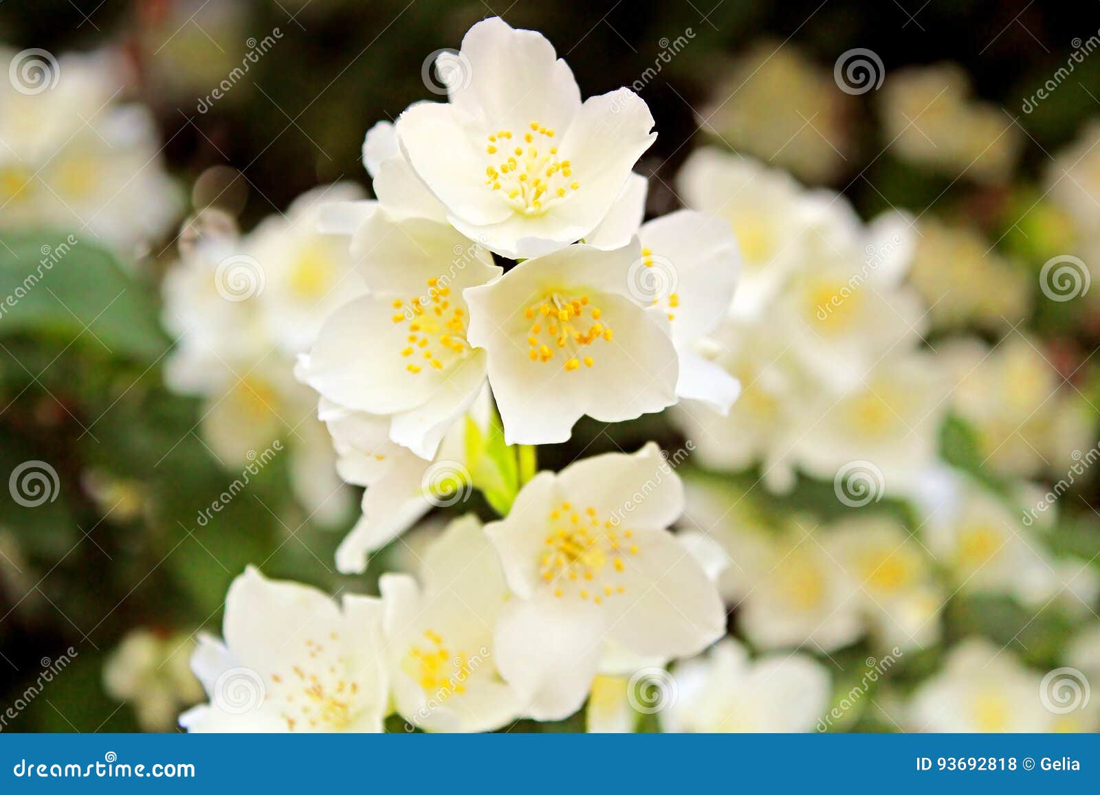 Jasmine flowers blossoming stock photo. Image of fragrance - 93692818