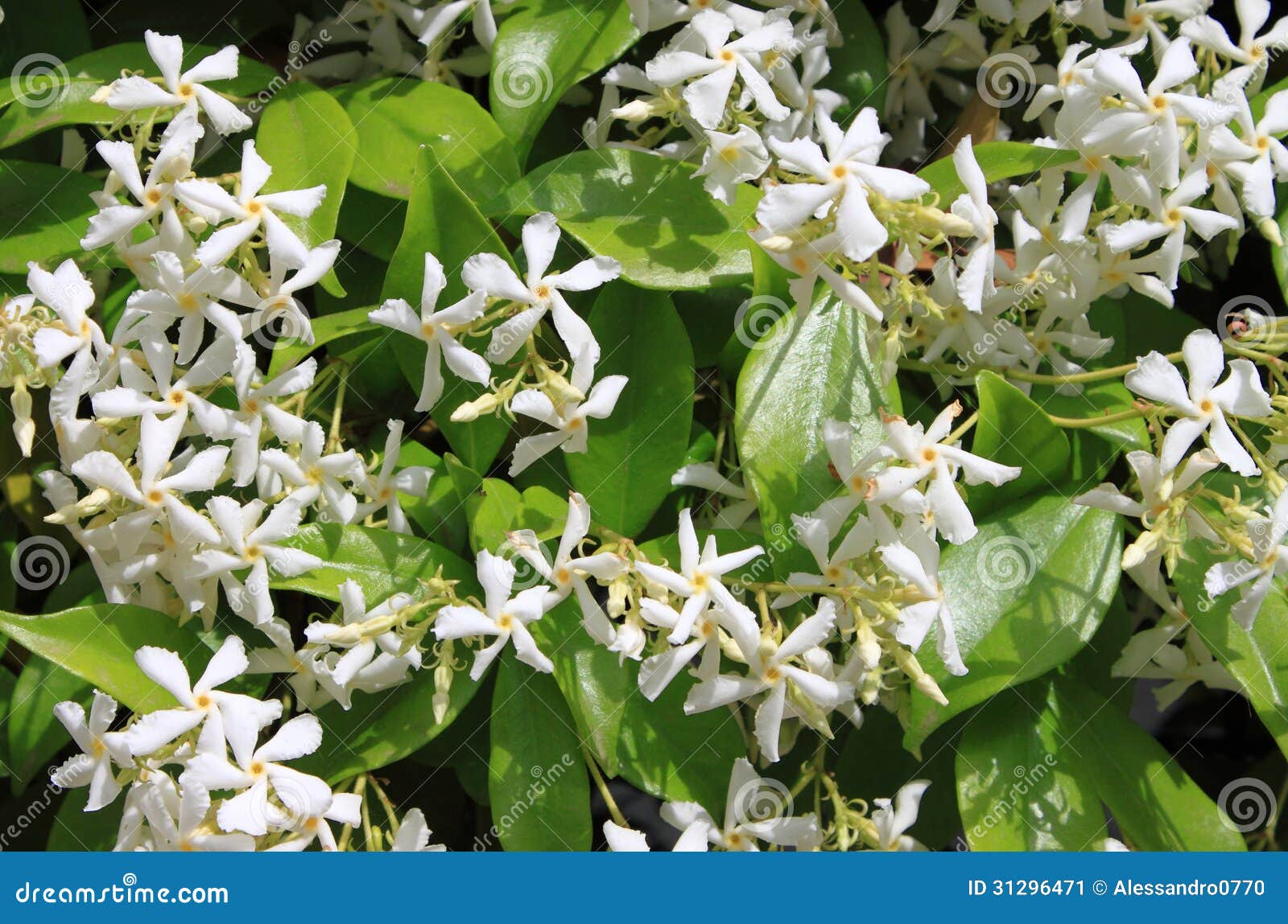 Jasmine flowers stock image. Image of jasmine, petal - 31296471