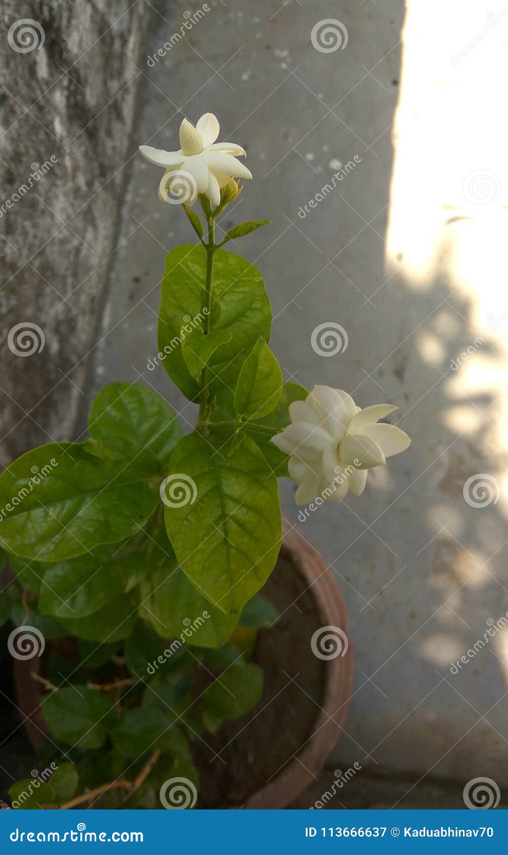 Jasmine Flowers en un pote imagen de archivo. Imagen de verano - 113666637