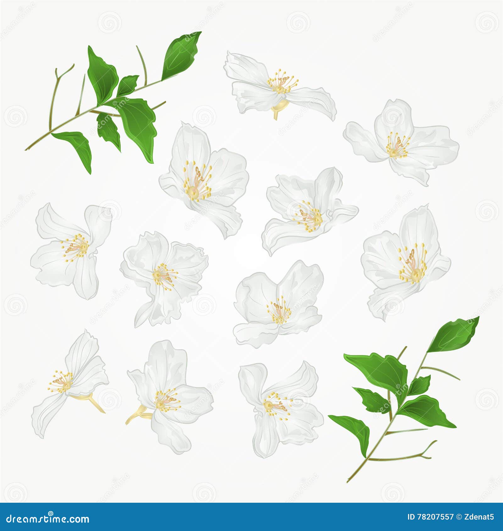 Jasmine flowers set vector stock vector. Illustration of floral - 78207557