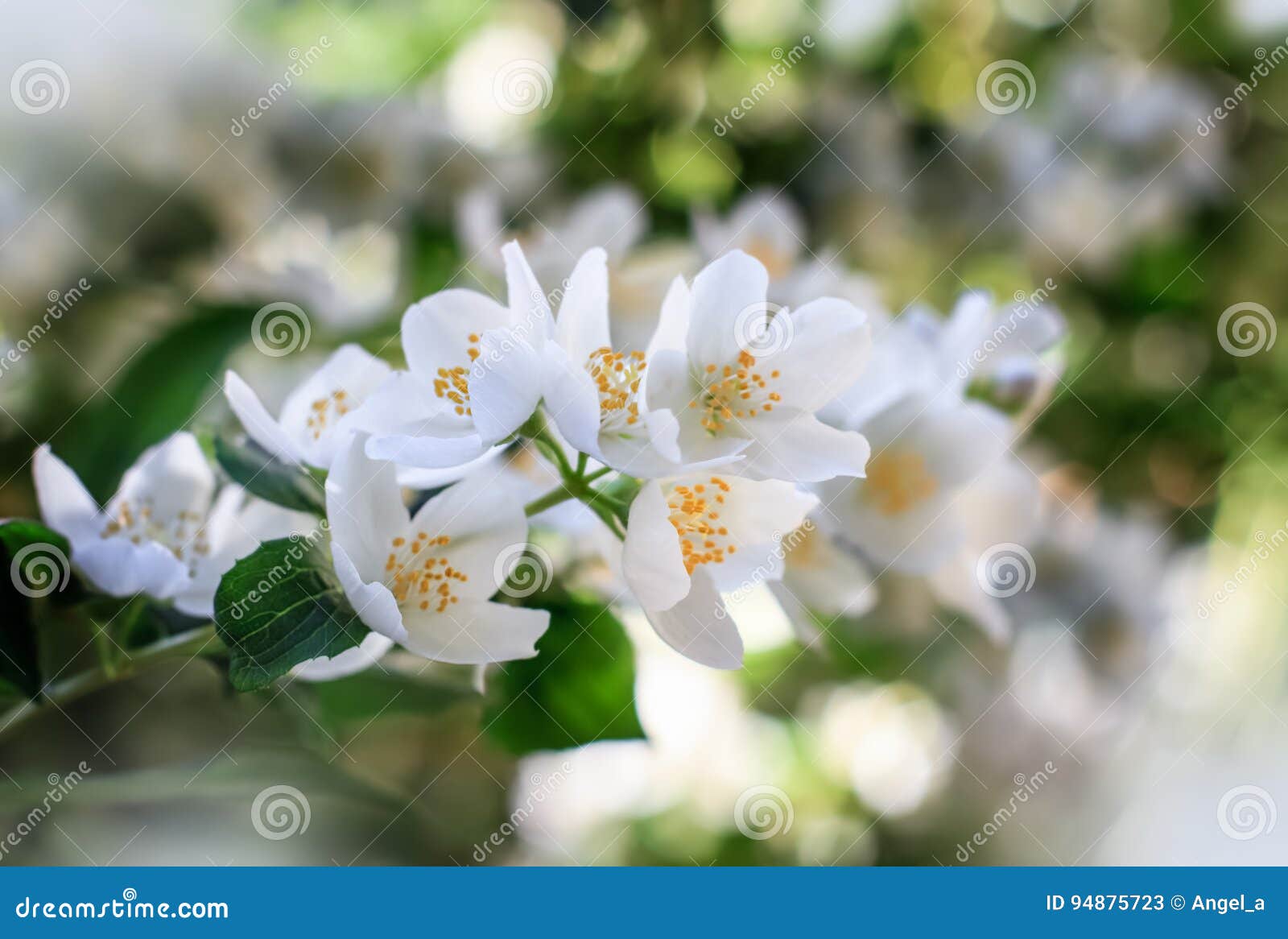 Blosse Stock Photos - Free & Royalty-Free Stock Photos from Dreamstime