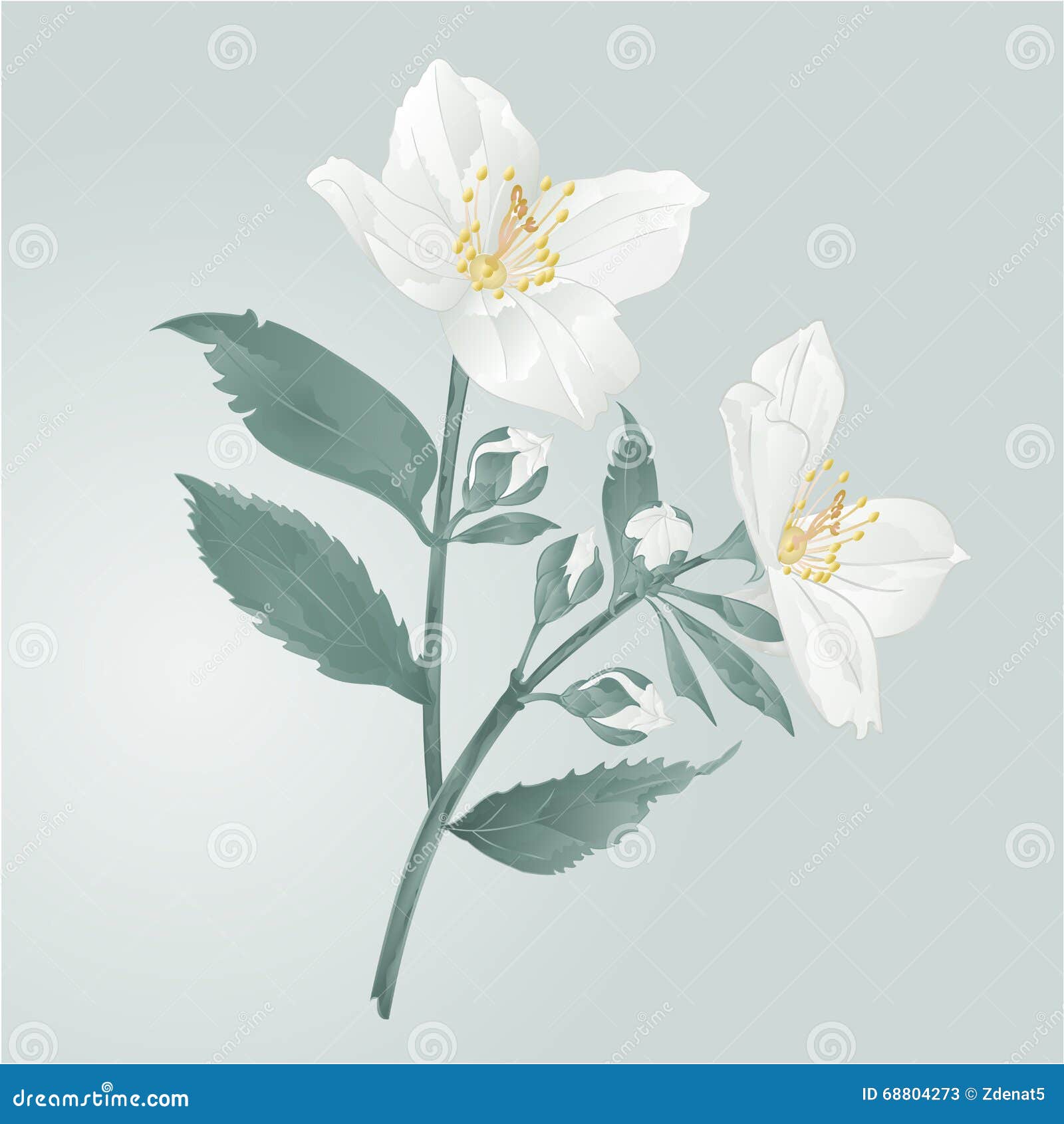 Jasmine flowers vector stock vector. Illustration of leaf - 68804273