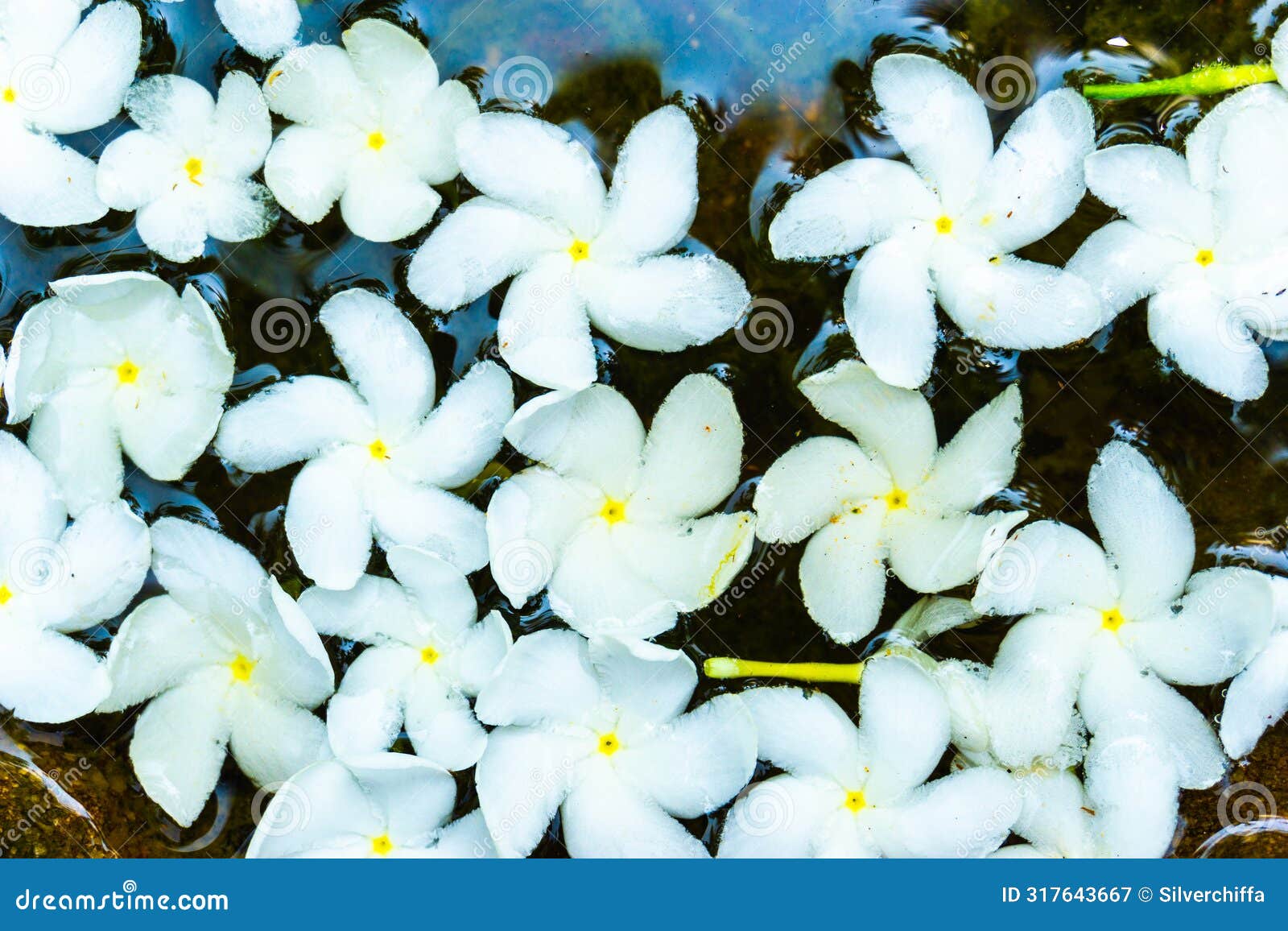 Jasmine Flowers in Water in an Antique Vase Stock Image - Image of ...