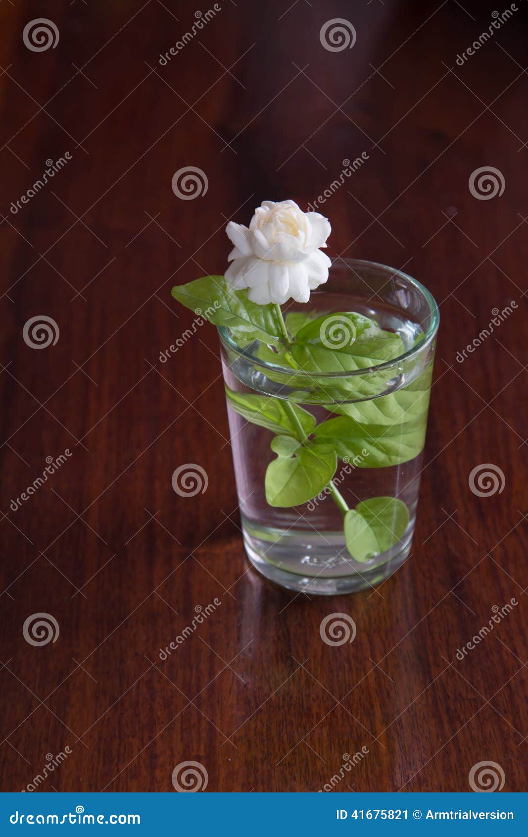 Jasmine in a glass stock image. Image of botany, aroma - 41675821