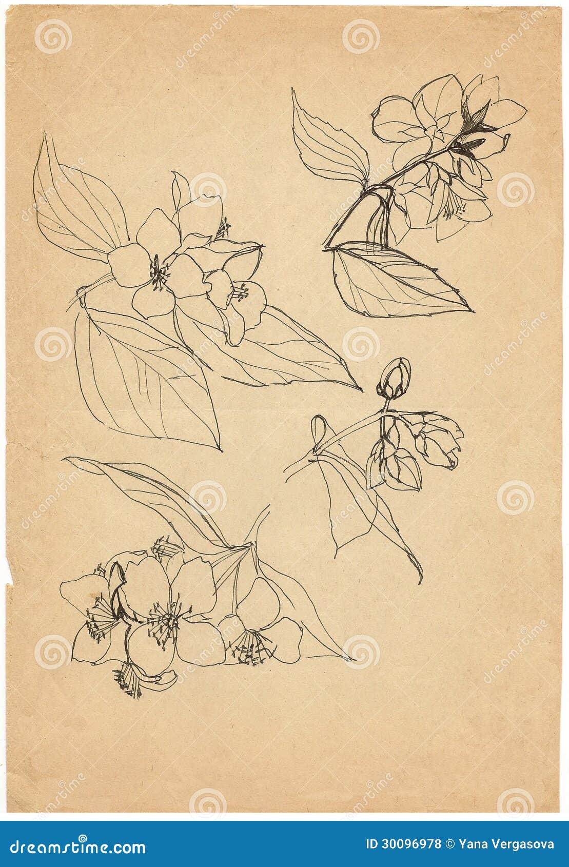 Jasmine Hand Drawing Sketch Stock Photo | CartoonDealer.com #30096978