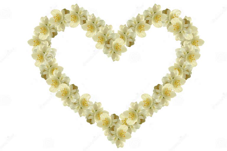 Jasmine heart stock illustration. Illustration of closeup - 9722313