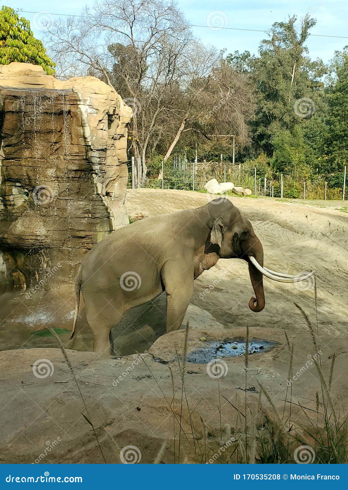 Jasmine the Indian Elephant Stock Photo - Image of nature, indian ...