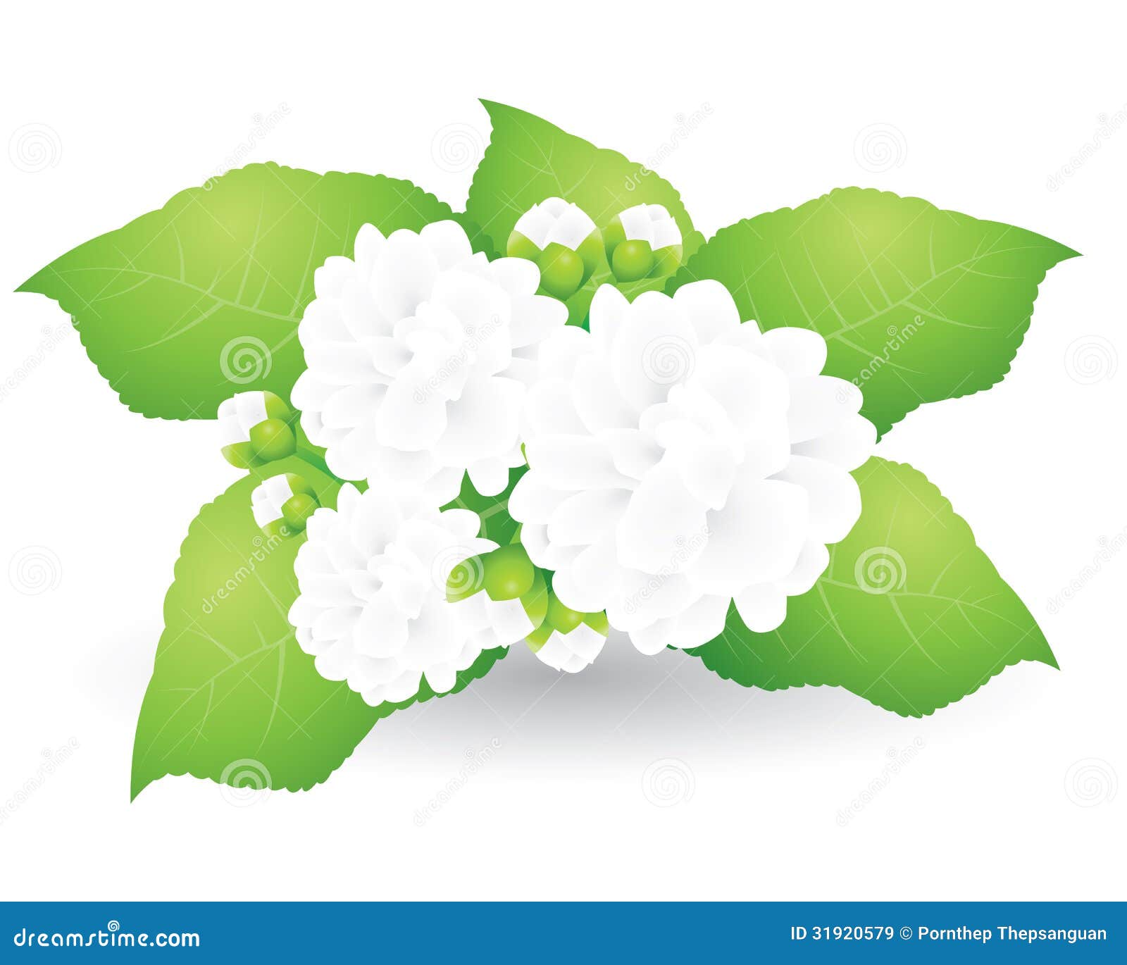 Jasmine Fragrance Stock Illustrations – 1,347 Jasmine Fragrance Stock ...