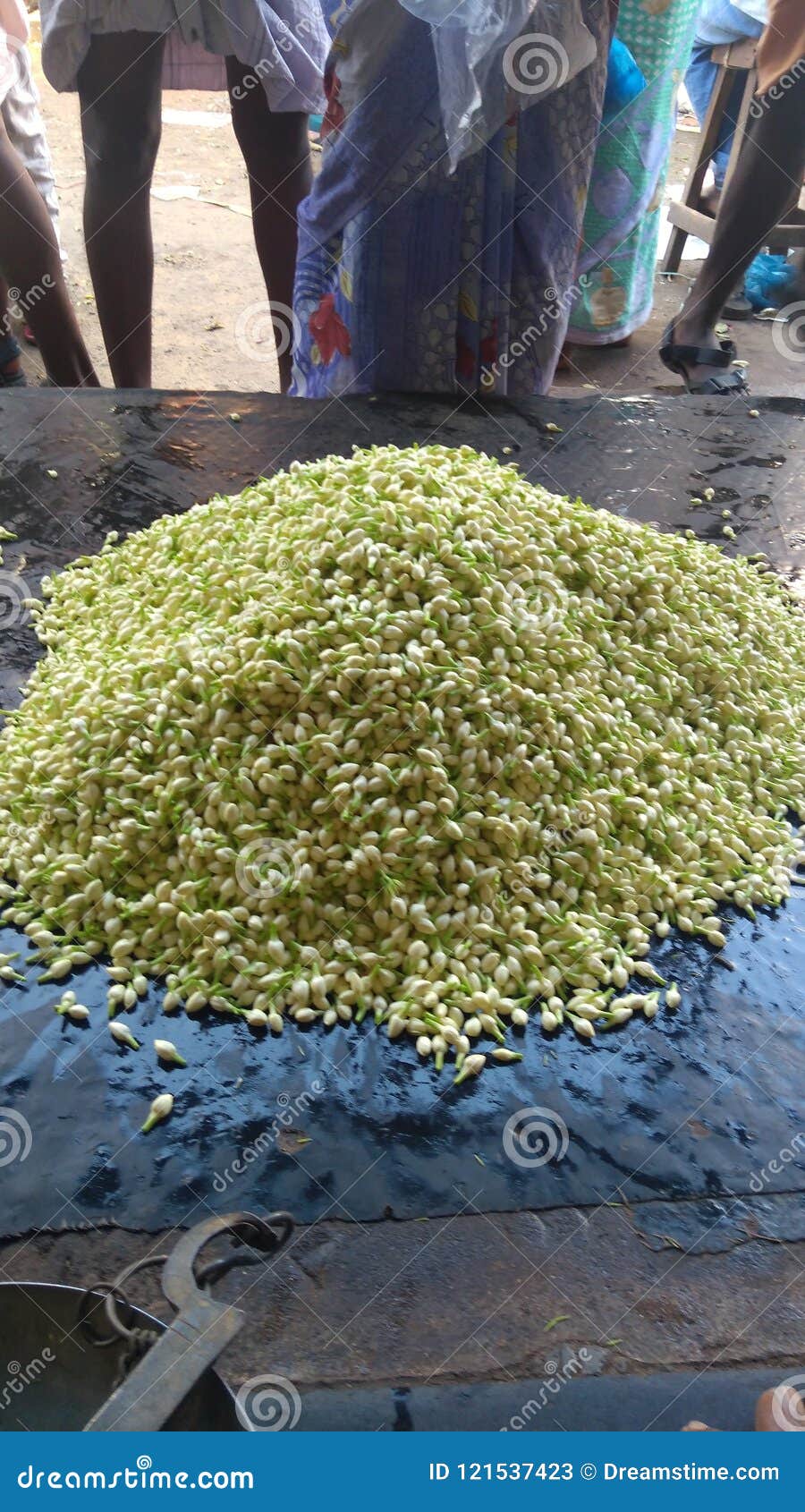 Jasmine stock image. Image of jasmine, beautiful, flower - 121537423