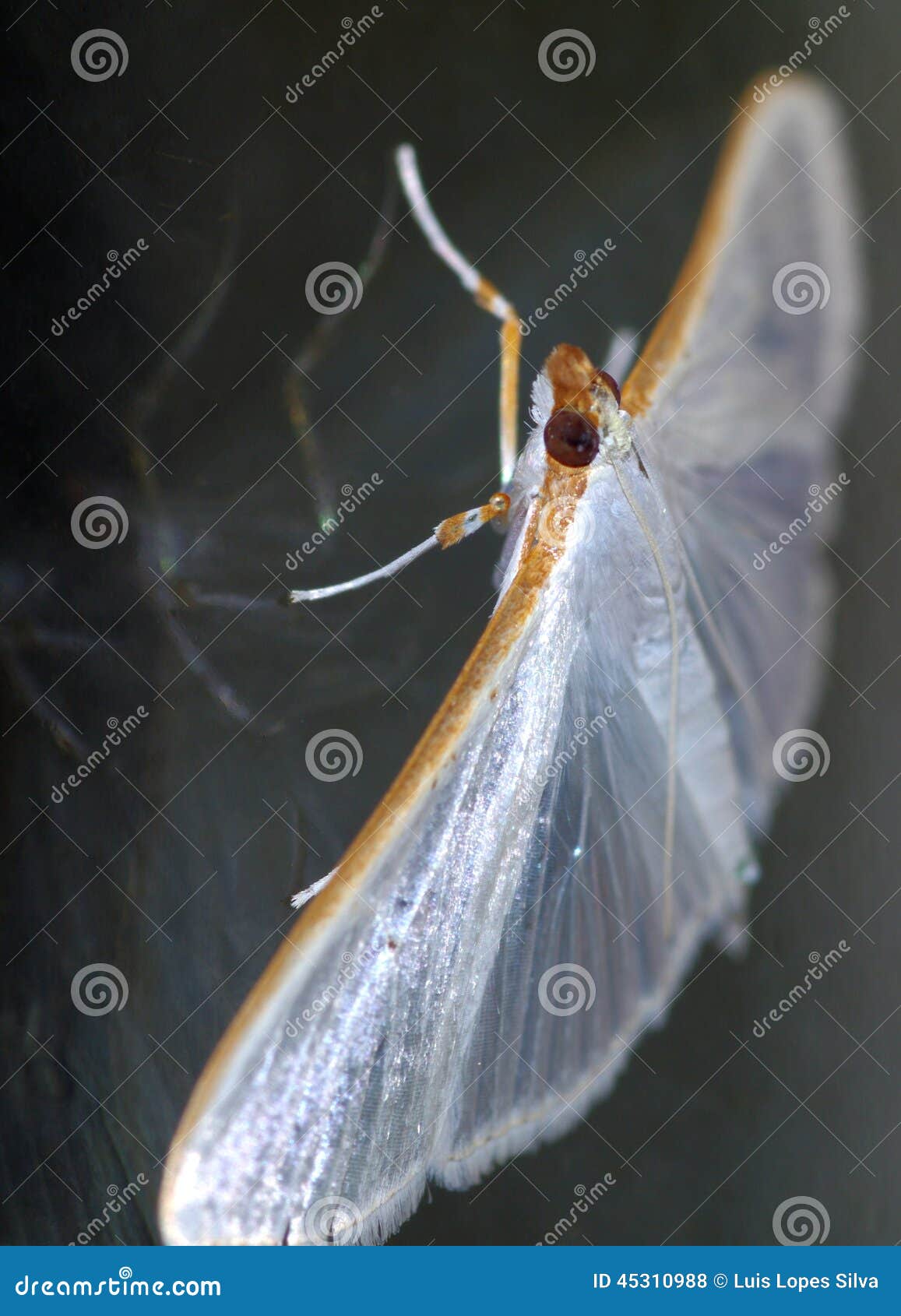 Jasmine Moth foto de archivo. Imagen de primer, detalle - 45310988