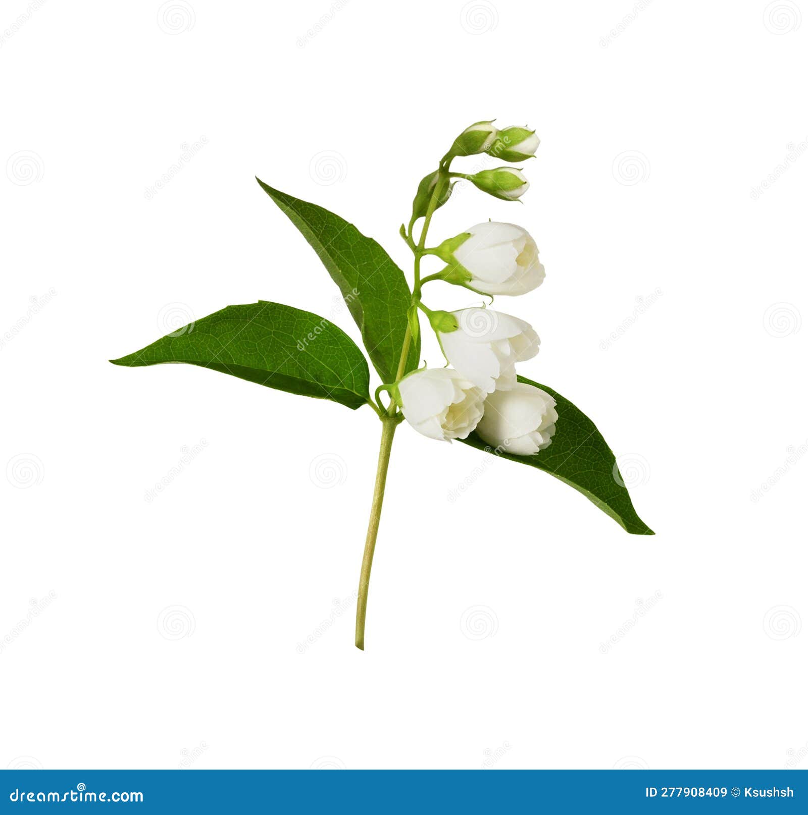 Jasmine (Philadelphus) Flowers and Leaves Isolated Stock Image - Image ...