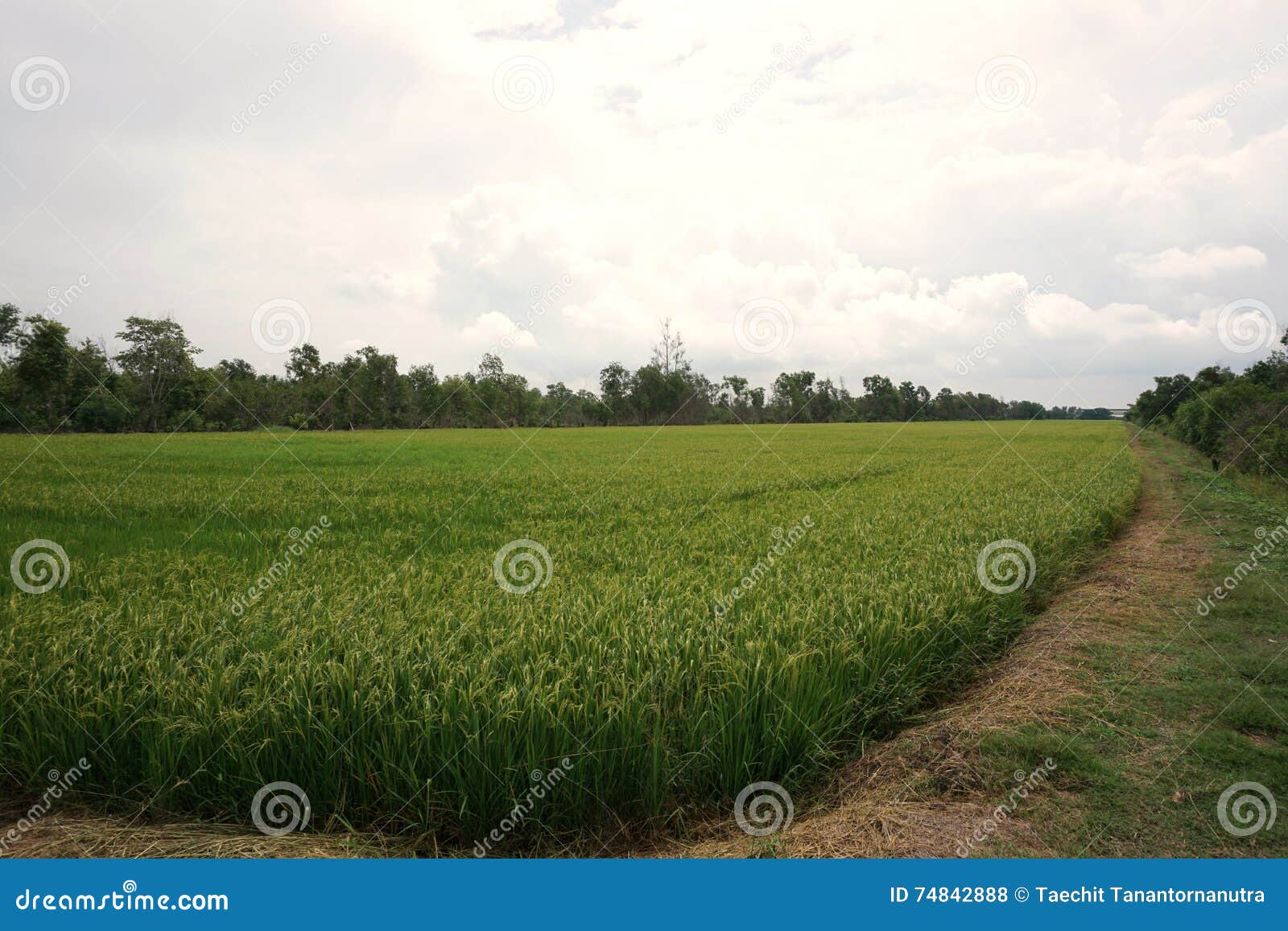 Jasmine rice field stock photo. Image of cereal, fields - 74842888