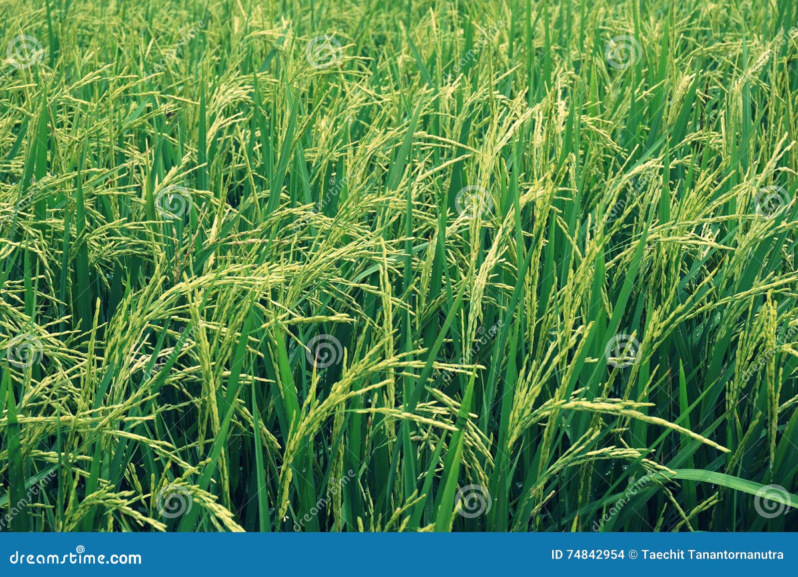Jasmine rice field stock photo. Image of field, fresh - 74842954