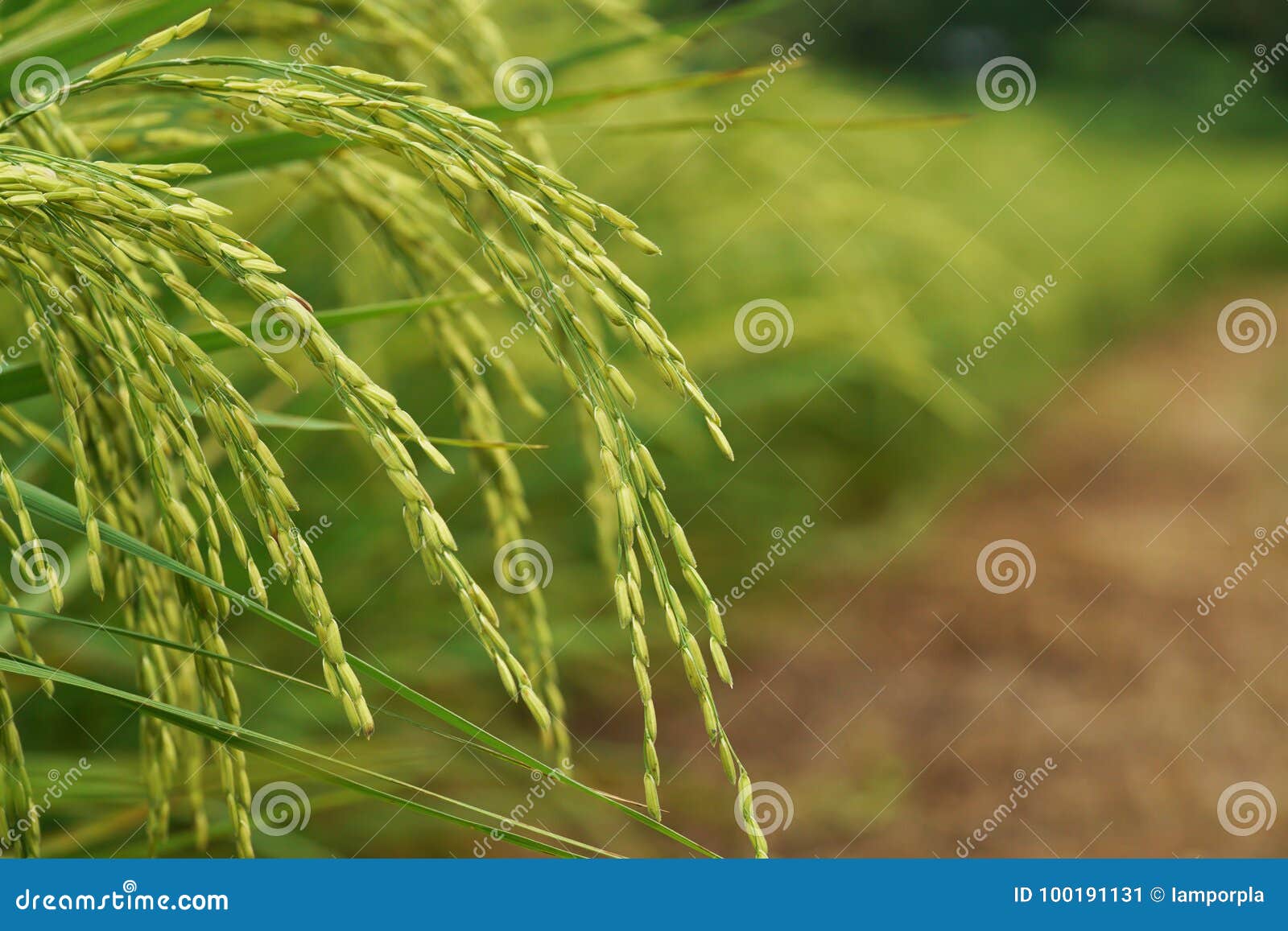 Rice stock image. Image of endosperm, white, bran, carbohydrates ...