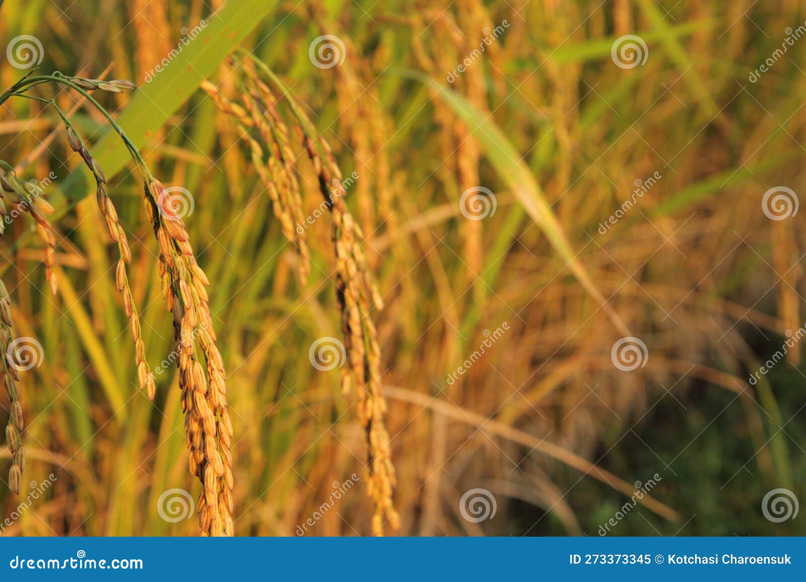Jasmine rice stock image. Image of tropical, flora, grass - 273373345