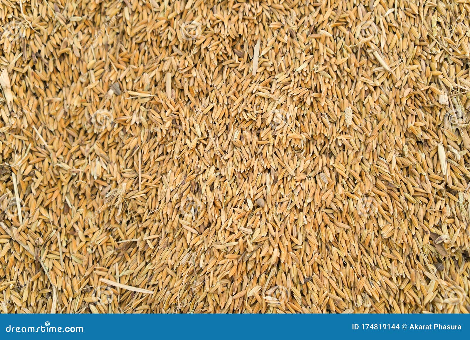 Jasmine Rice Grain, Hom Mali Rice in Thai Stock Photo - Image of asian ...