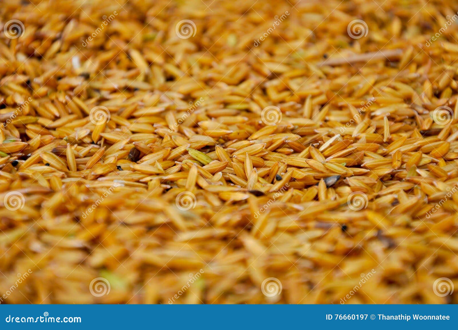 Jasmine rice grain stock image. Image of white, jasmine - 76660197