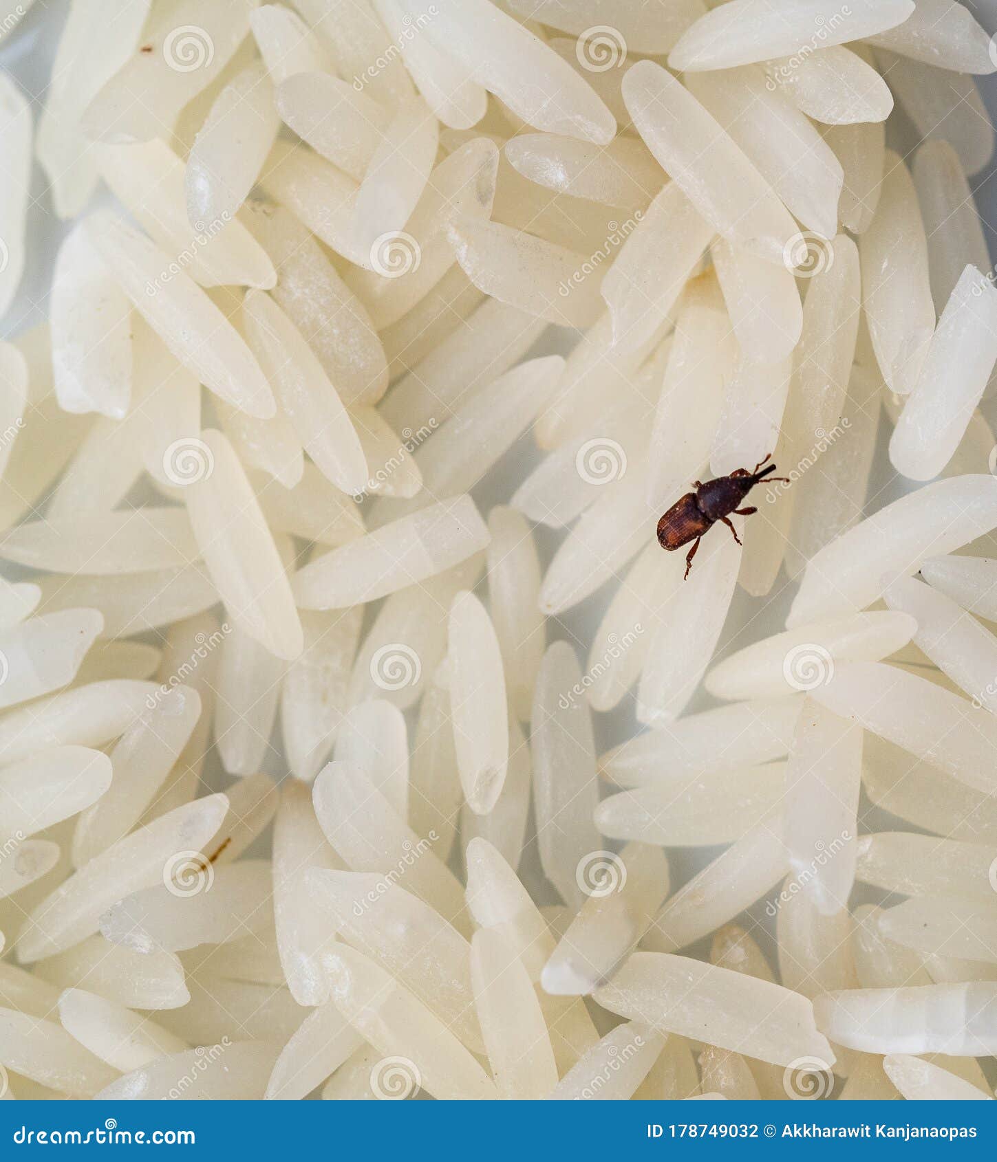 Jasmine Rice Grains Close Up with Rice Weevil Stock Photo - Image of ...