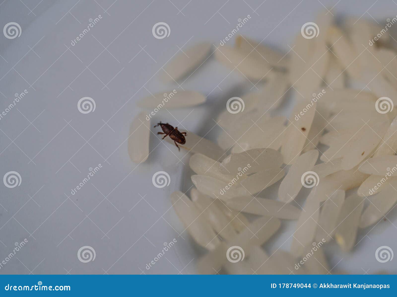 Jasmine Rice Grains Close Up with Rice Weevil Stock Photo - Image of ...