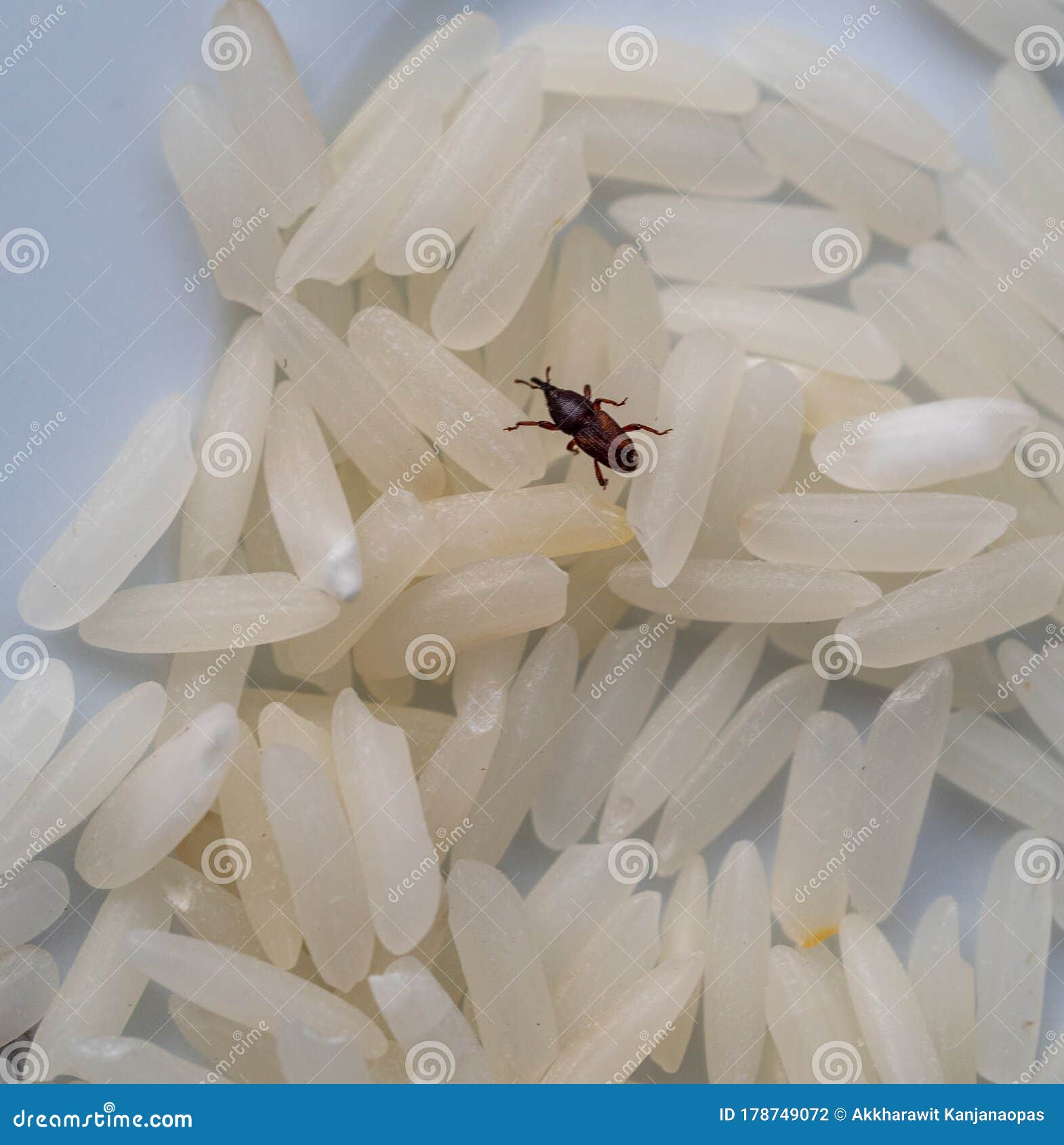 Jasmine Rice Grains Close Up with Rice Weevil Pest or Sitophilus Oryzae ...