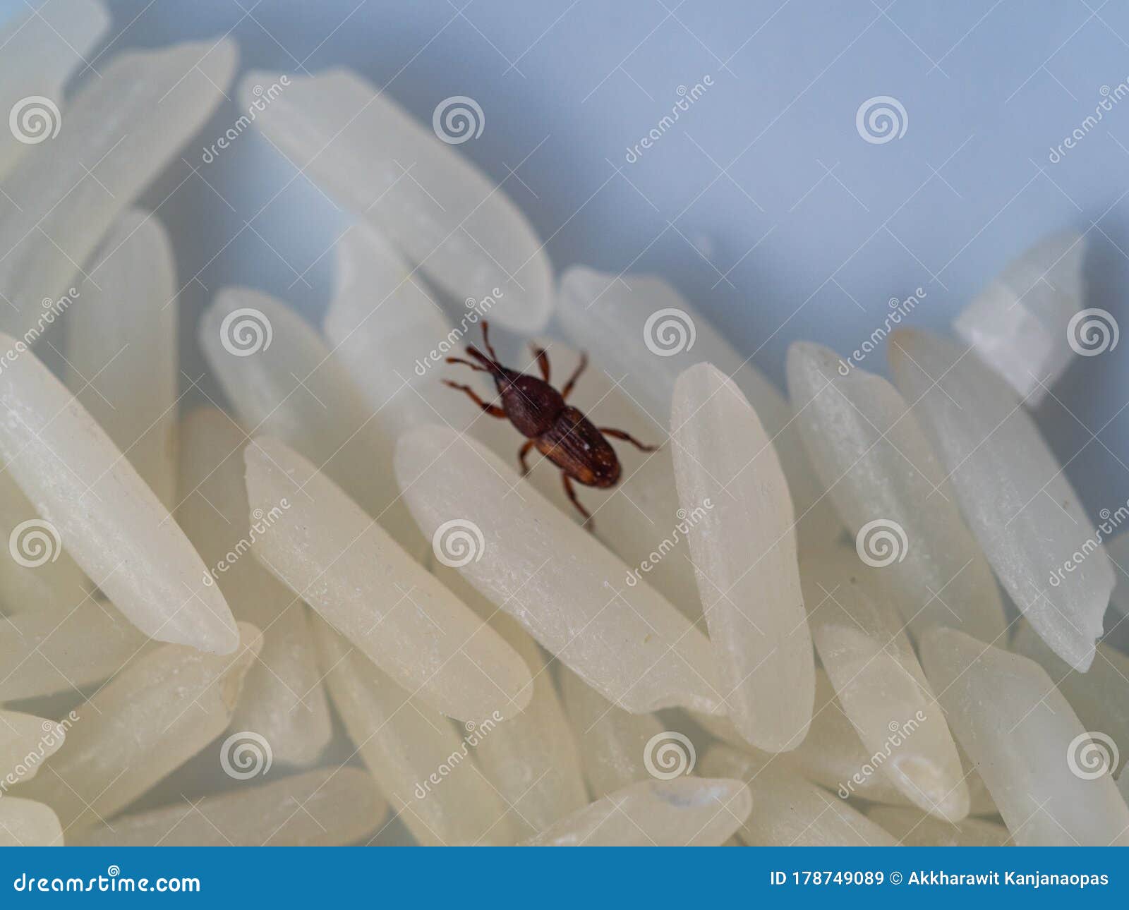 Jasmine Rice Grains Close Up with Rice Weevil Pest or Sitophilus Oryzae ...