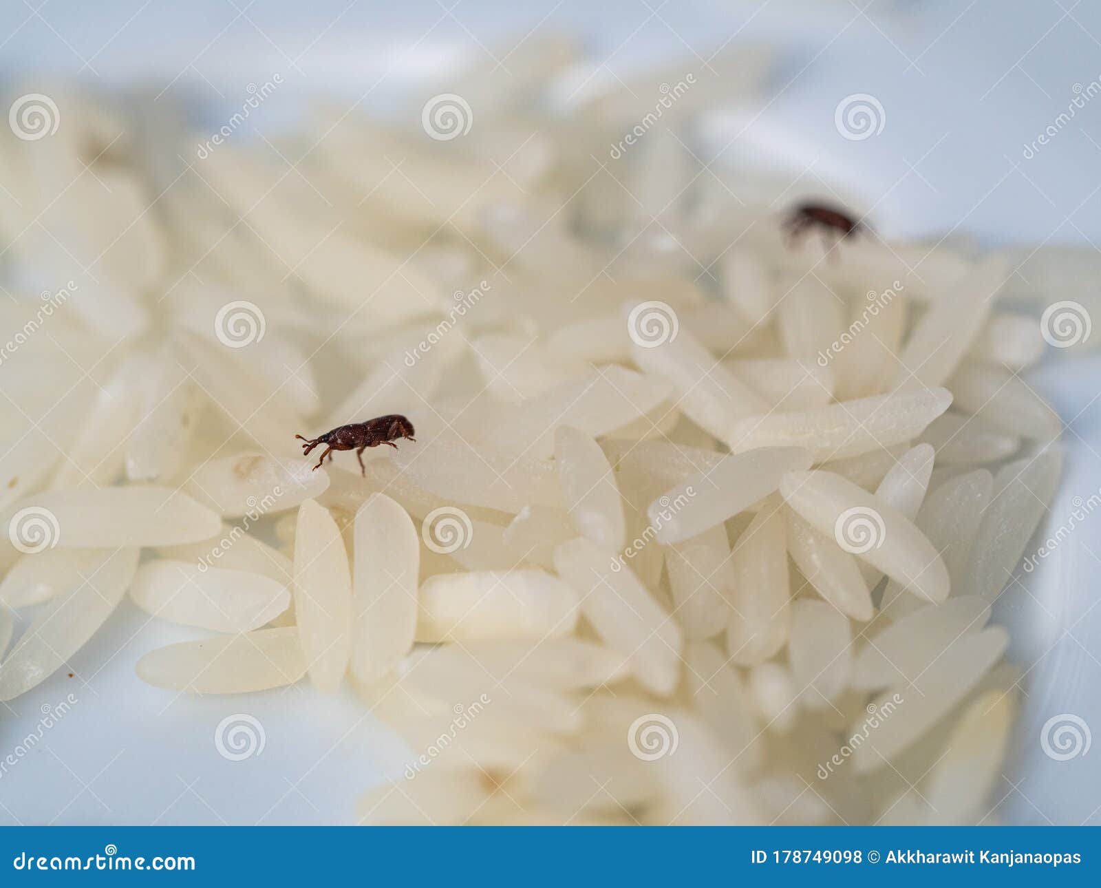 Jasmine Rice Grains Close Up with Rice Weevil Pest or Sitophilus Oryzae ...
