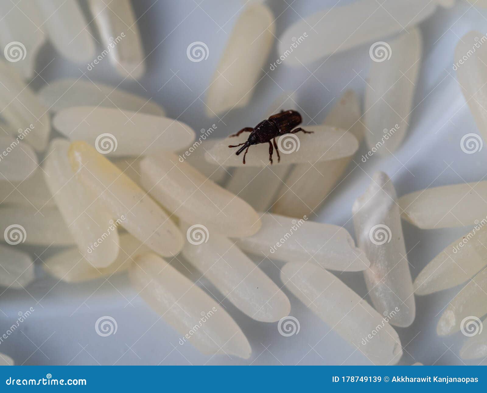 Jasmine Rice Grains Close Up with Rice Weevil Pest or Sitophilus Oryzae ...