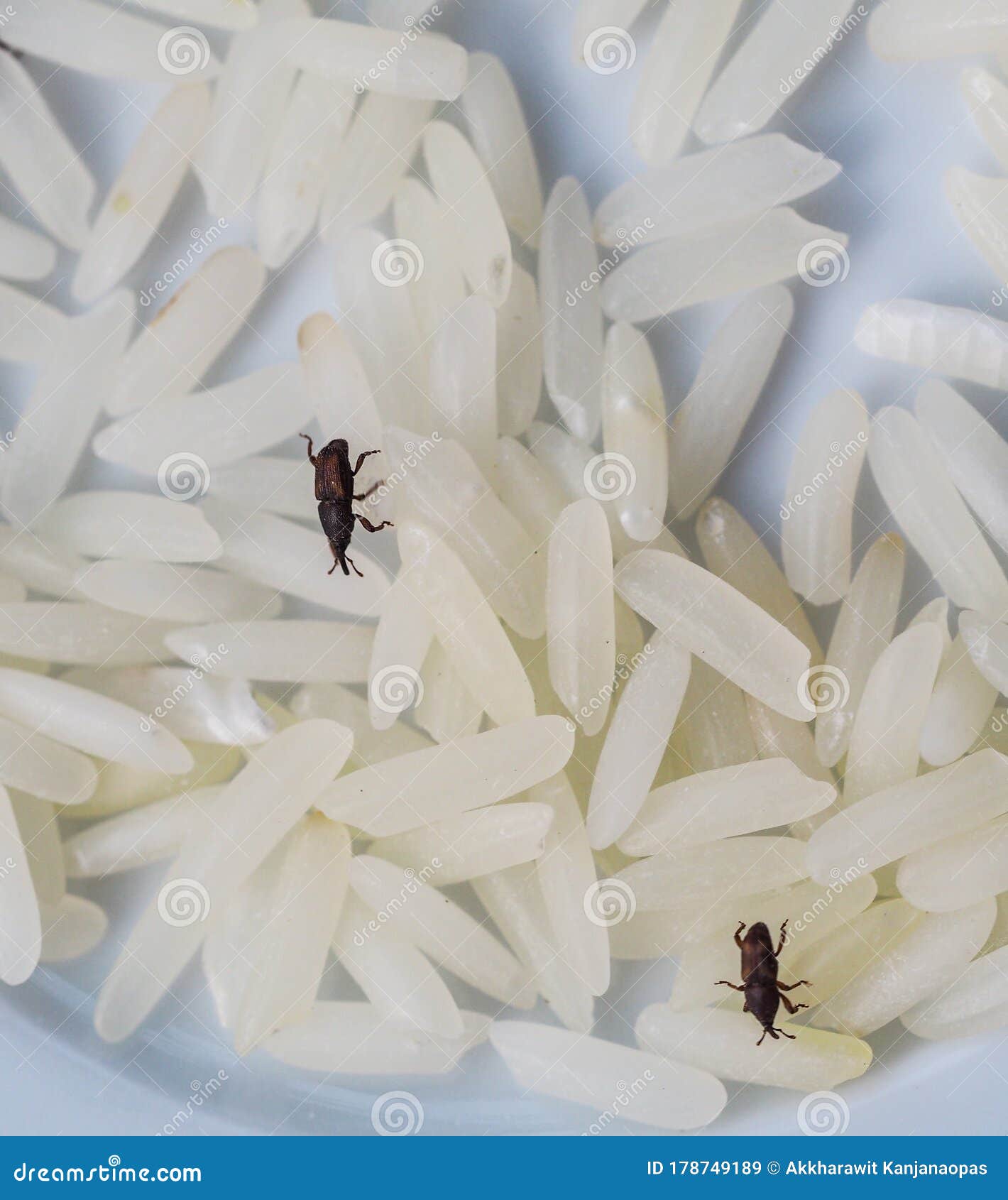 Jasmine Rice Grains Close Up with Rice Weevil Pest or Sitophilus Oryzae ...