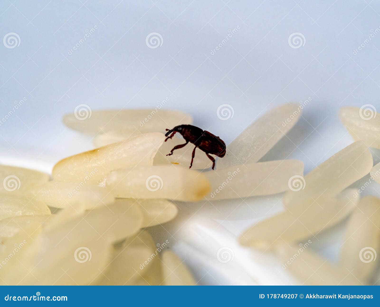 Jasmine Rice Grains Close Up with Rice Weevil Pest or Sitophilus Oryzae ...