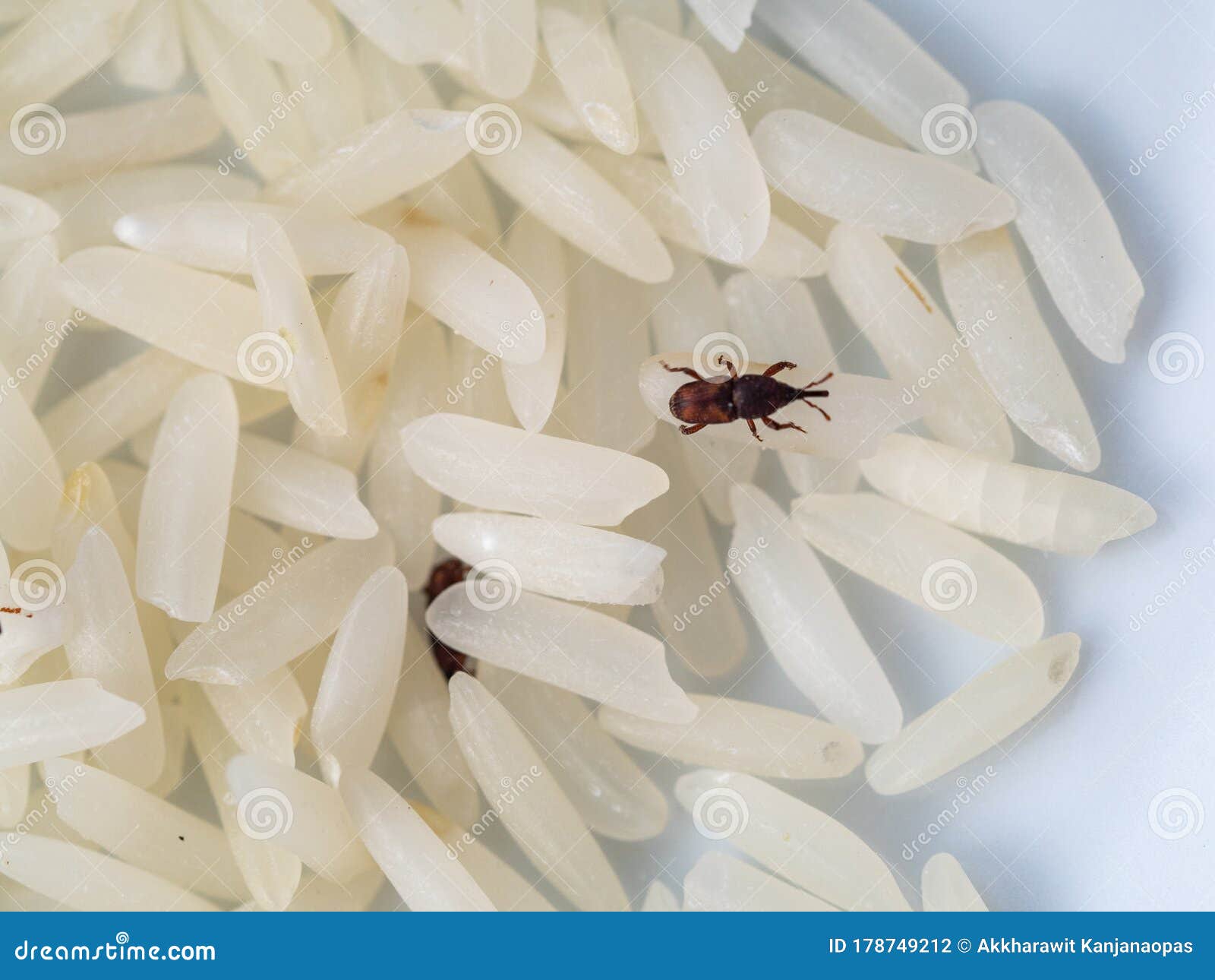 Jasmine Rice Grains Close Up with Rice Weevil Pest or Sitophilus Oryzae ...