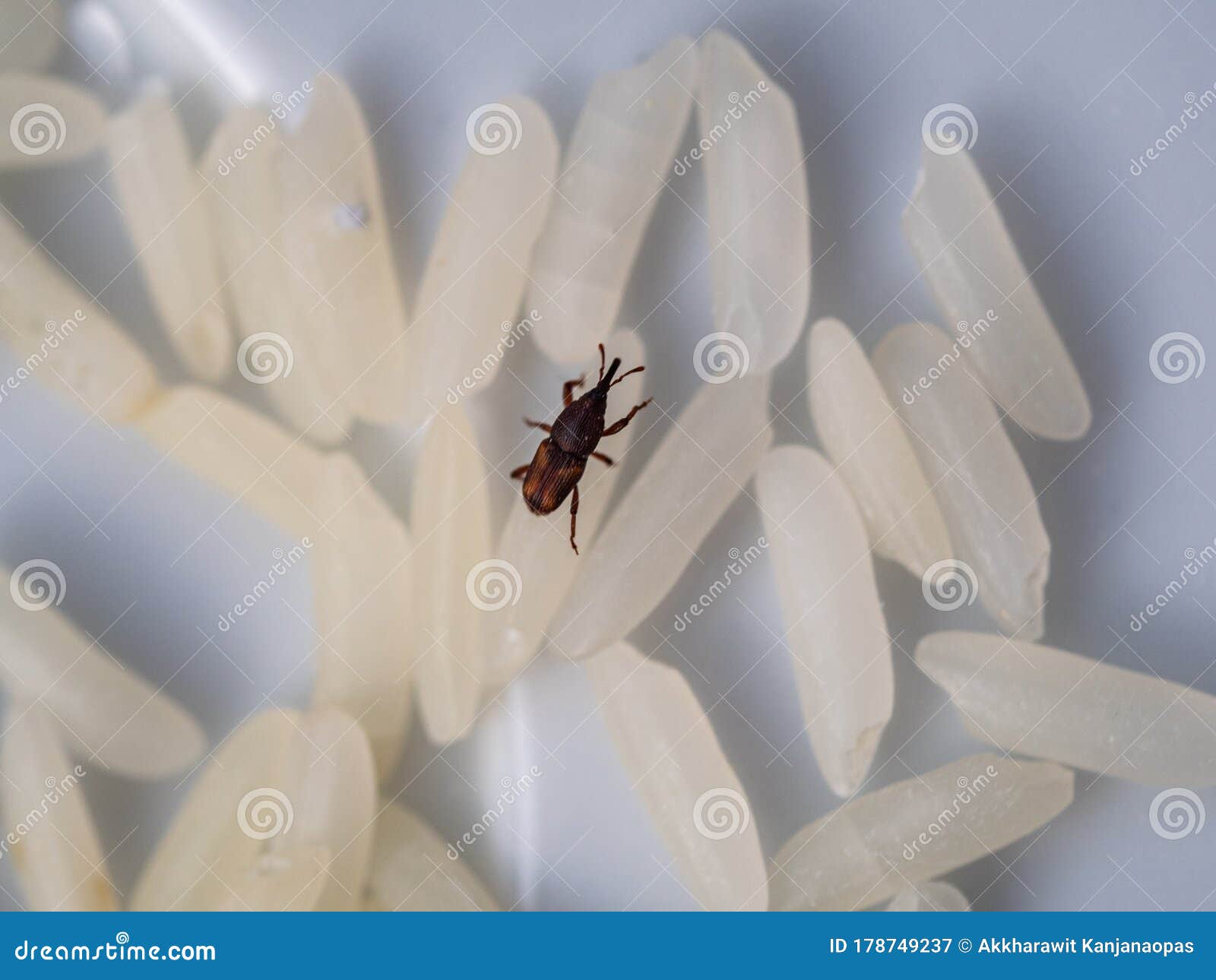 Jasmine Rice Grains Close Up with Rice Weevil Pest or Sitophilus Oryzae ...