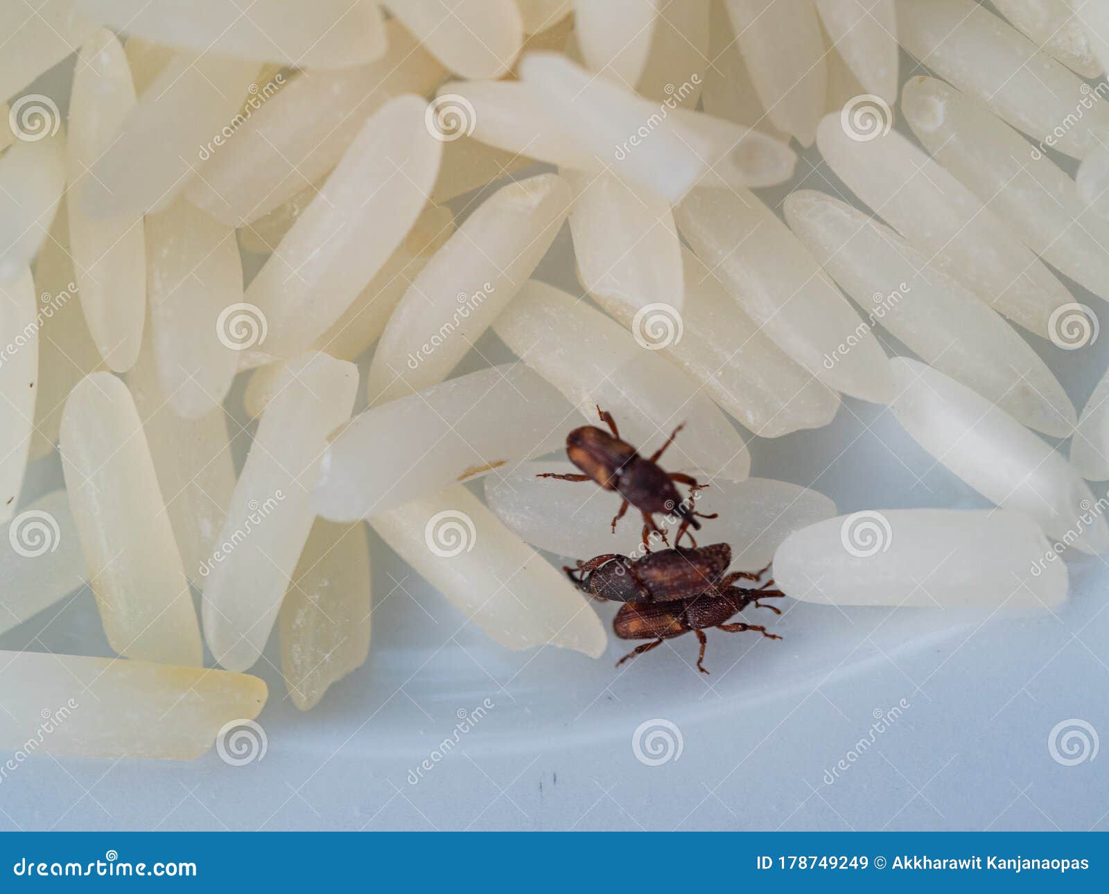 Jasmine Rice Grains Close Up with Rice Weevil Pest or Sitophilus Oryzae ...