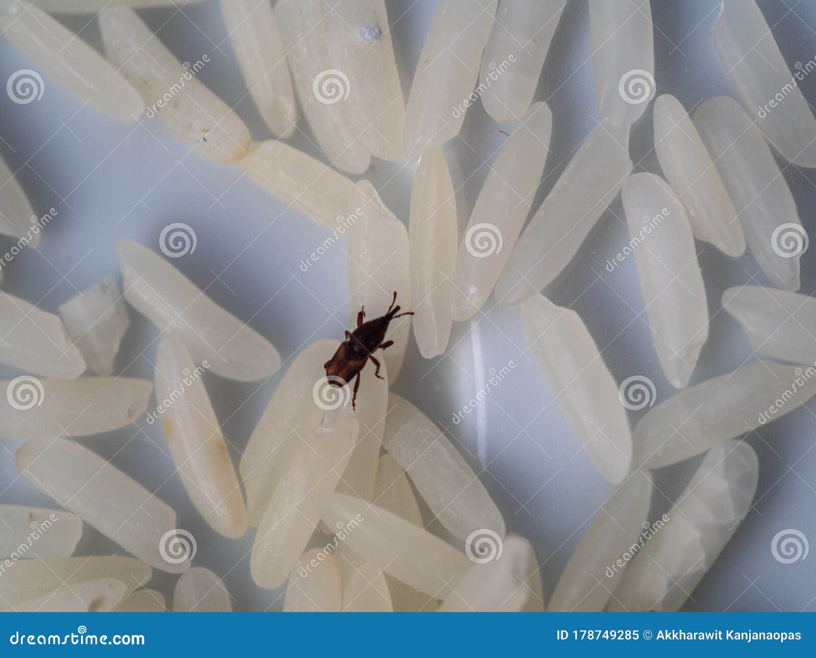 Jasmine Rice Grains Close Up with Rice Weevil Pest or Sitophilus Oryzae ...