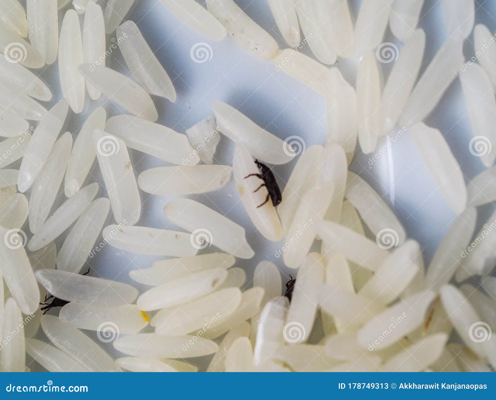 Jasmine Rice Grains Close Up with Rice Weevil Pest or Sitophilus Oryzae ...