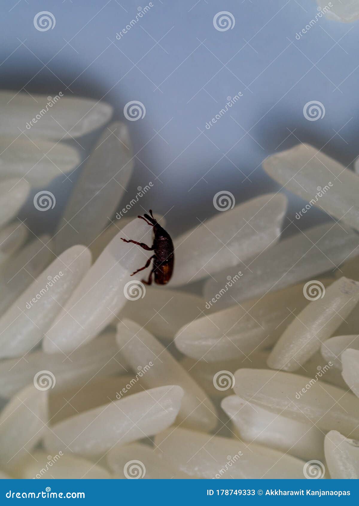 Jasmine Rice Grains Close Up with Rice Weevil Pest or Sitophilus Oryzae ...
