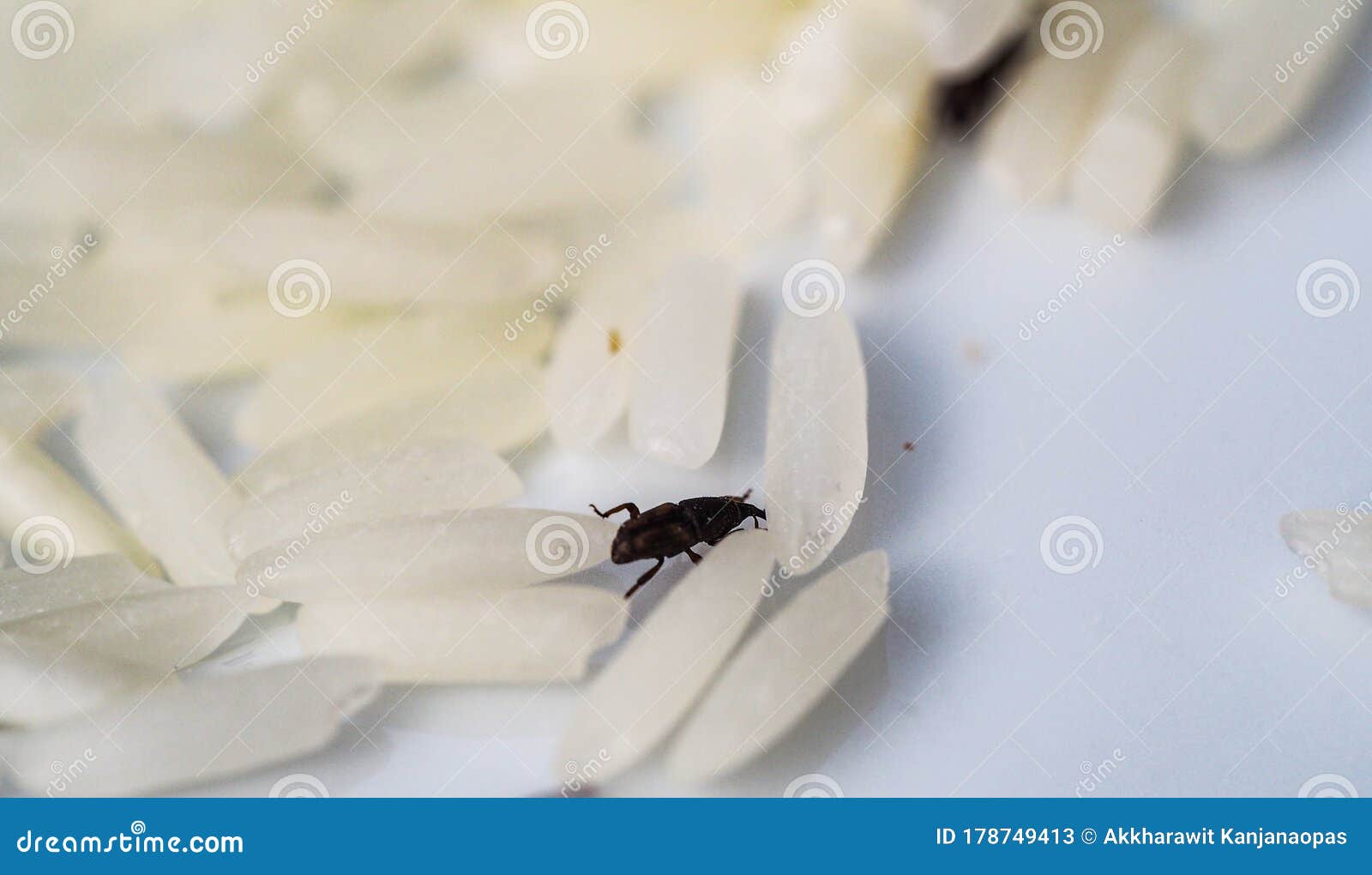Jasmine Rice Grains Close Up with Rice Weevil Pest or Sitophilus Oryzae ...