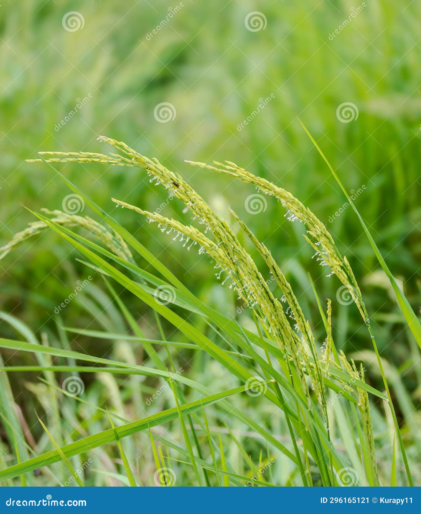 Jasmine Rice Plants Have Sprouted and Being Pollinated Stock Image ...