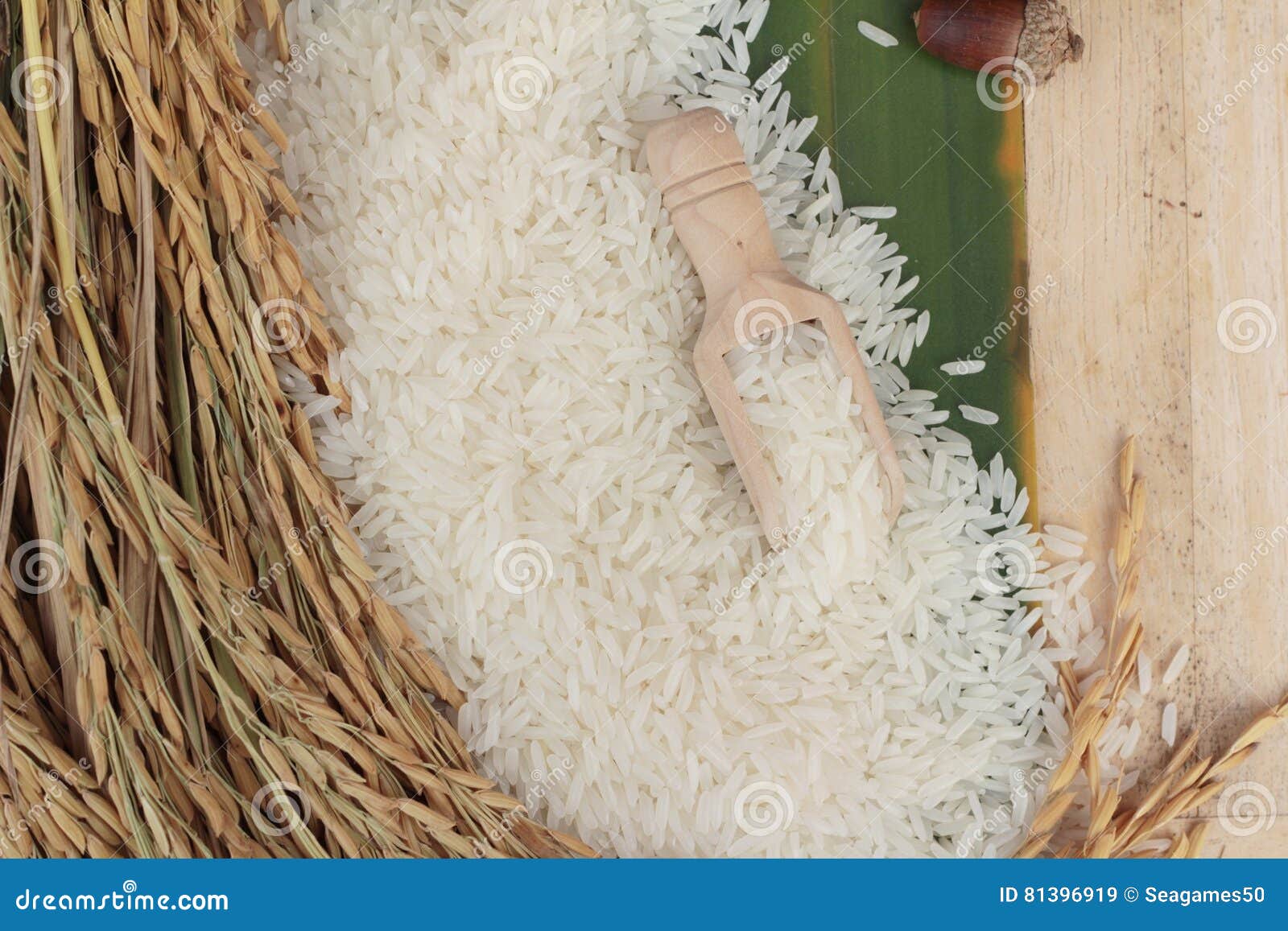 Jasmine Rice and Rice Grains for the Harvest. Stock Image - Image of ...